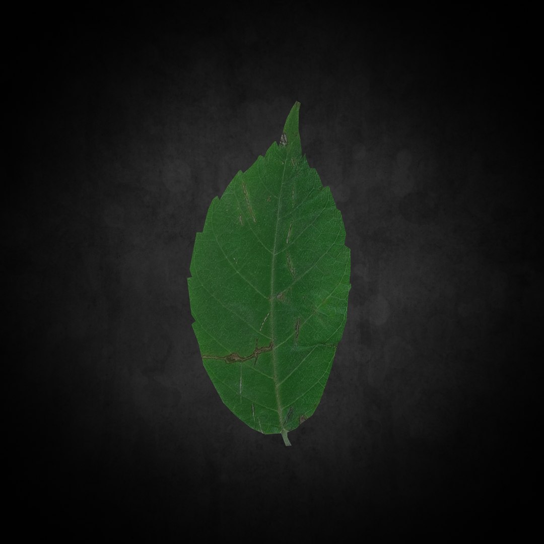 Low Poly Leaf 042 3D - TurboSquid 1852399