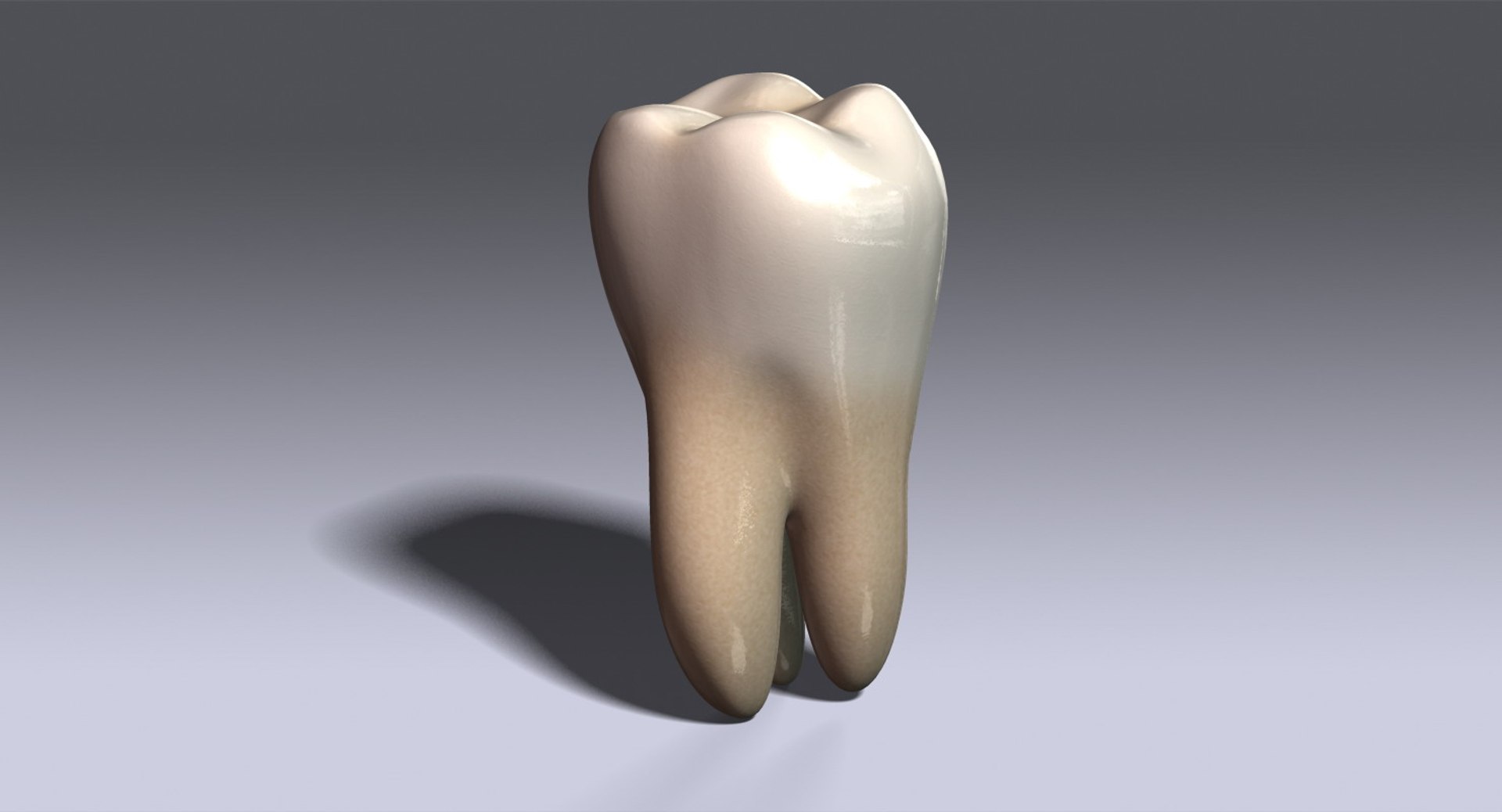 3d Model Tooth Cartoon Character