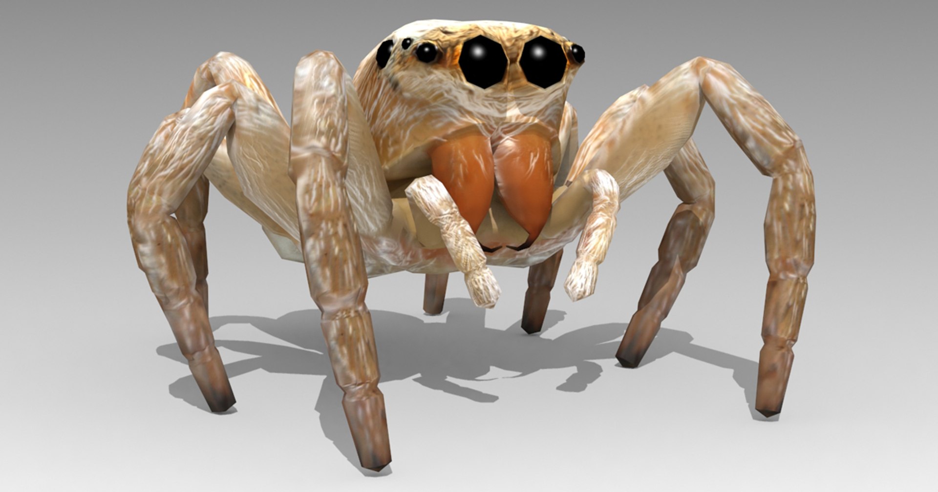 Salticidae Model - TurboSquid 1258670