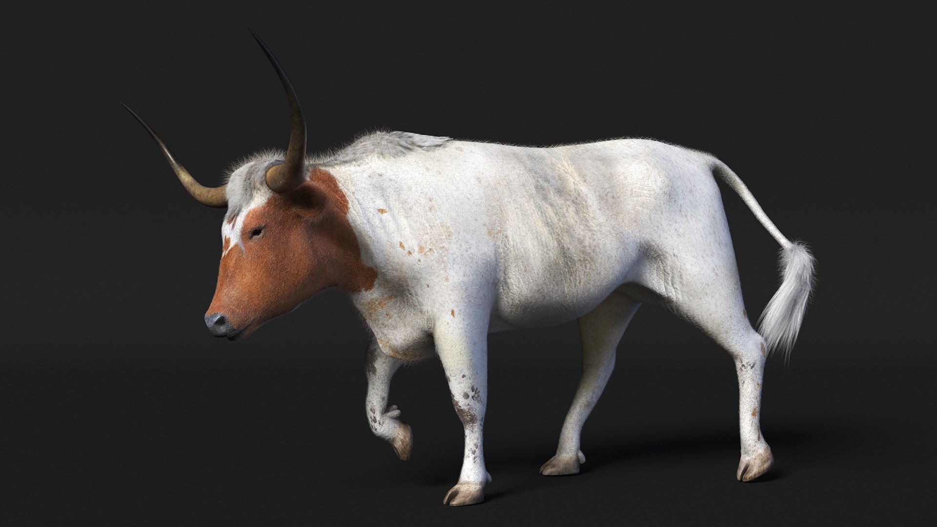 3D Model White Texas Longhorn Bull Walking Pose Fur - TurboSquid 2178324