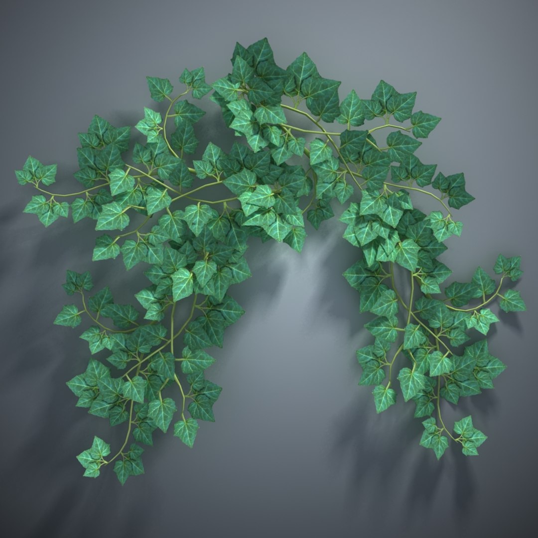 Max Hanging Ivy