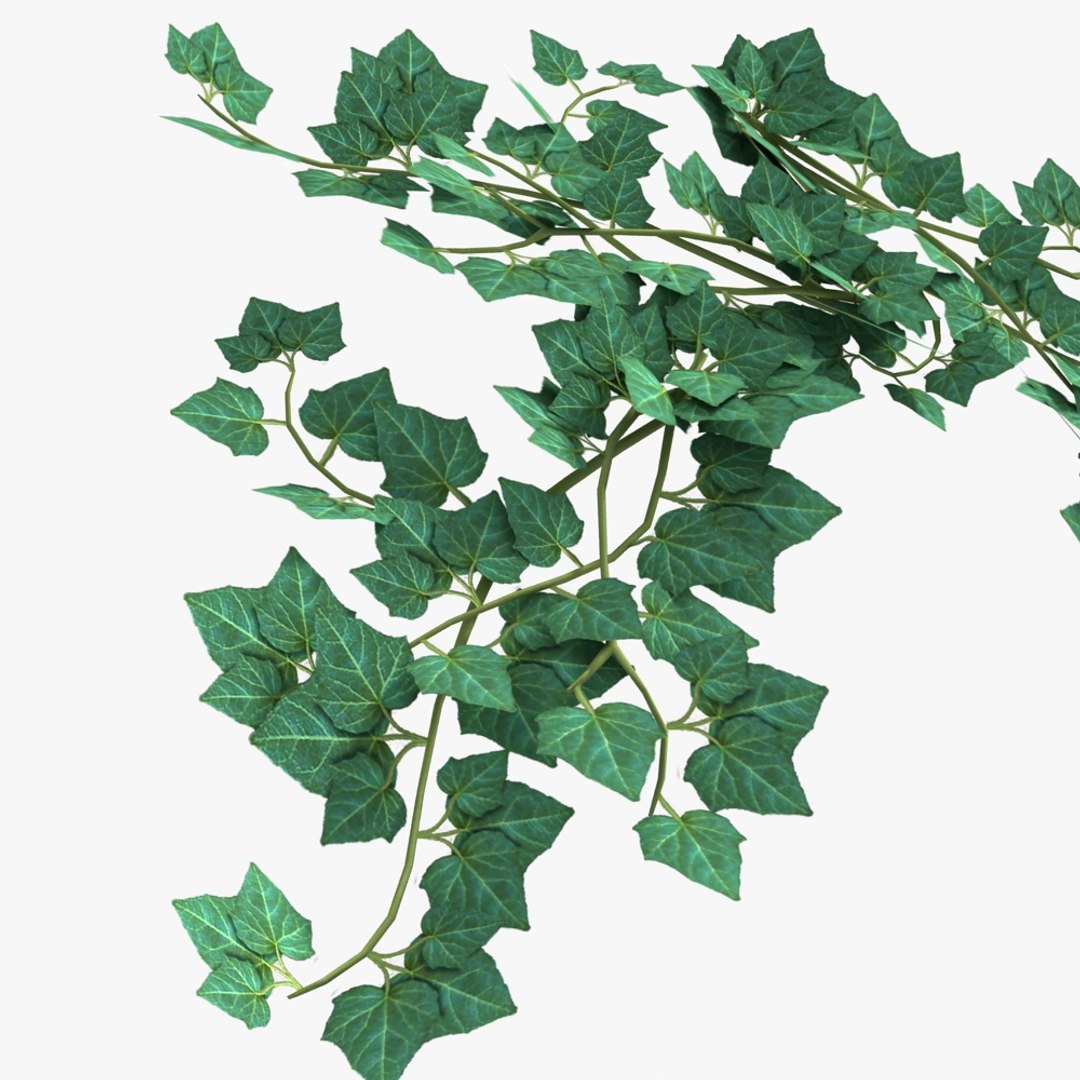 Max Hanging Ivy