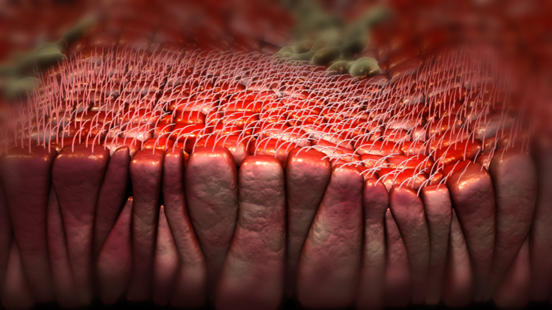 3d nasal cilia model