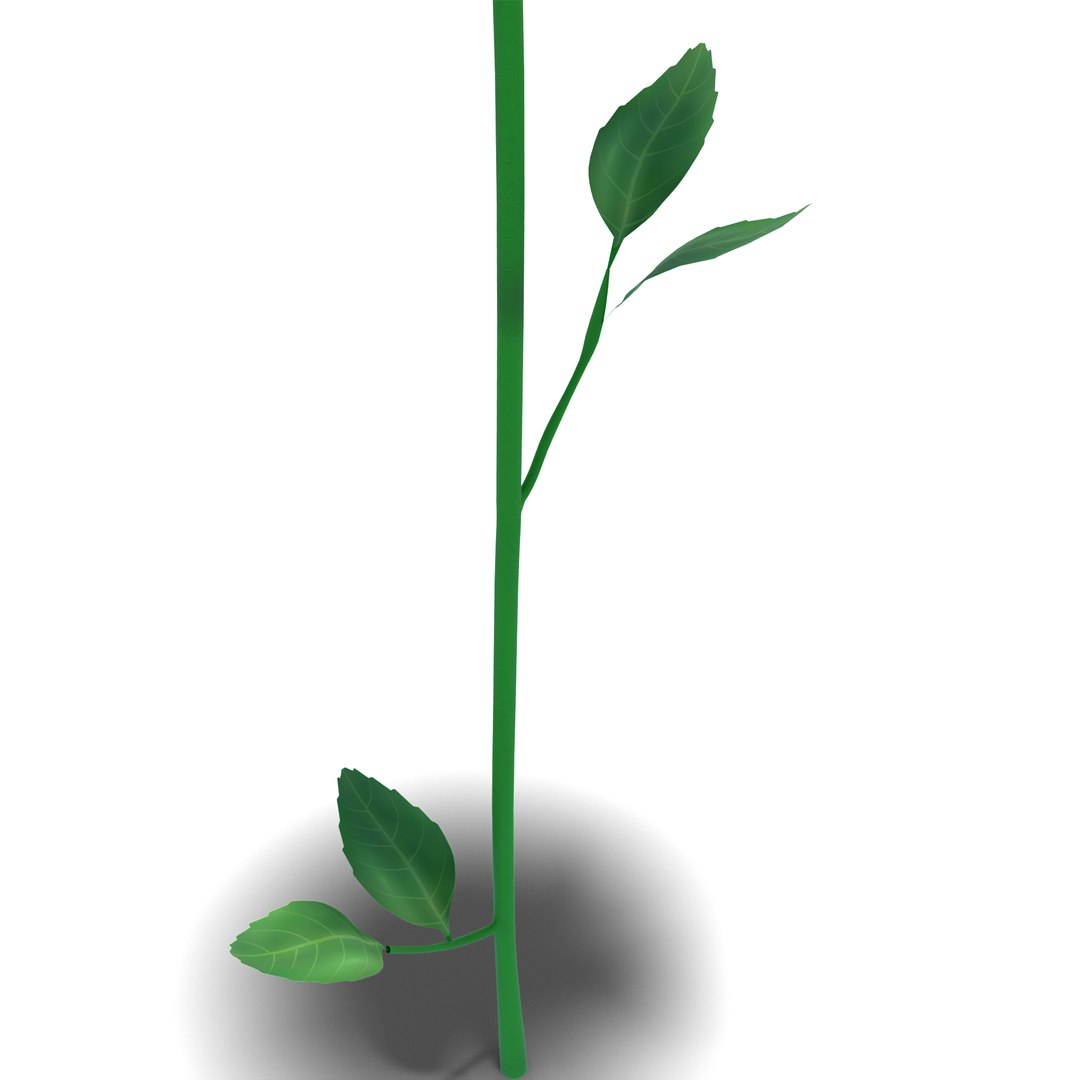 Red Rose Flower 3D Model - TurboSquid 2083197