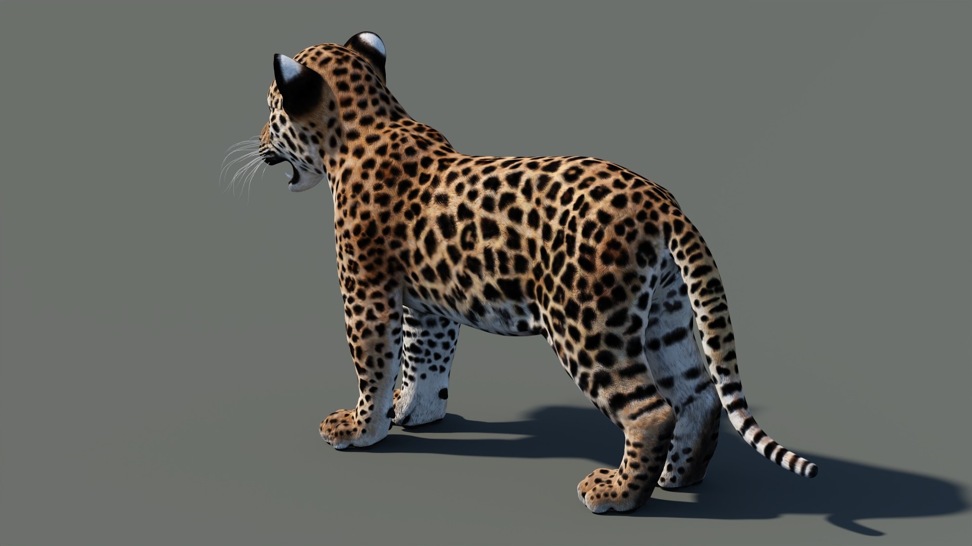 3D Leopard Cub 3D Model Model - TurboSquid 2156827
