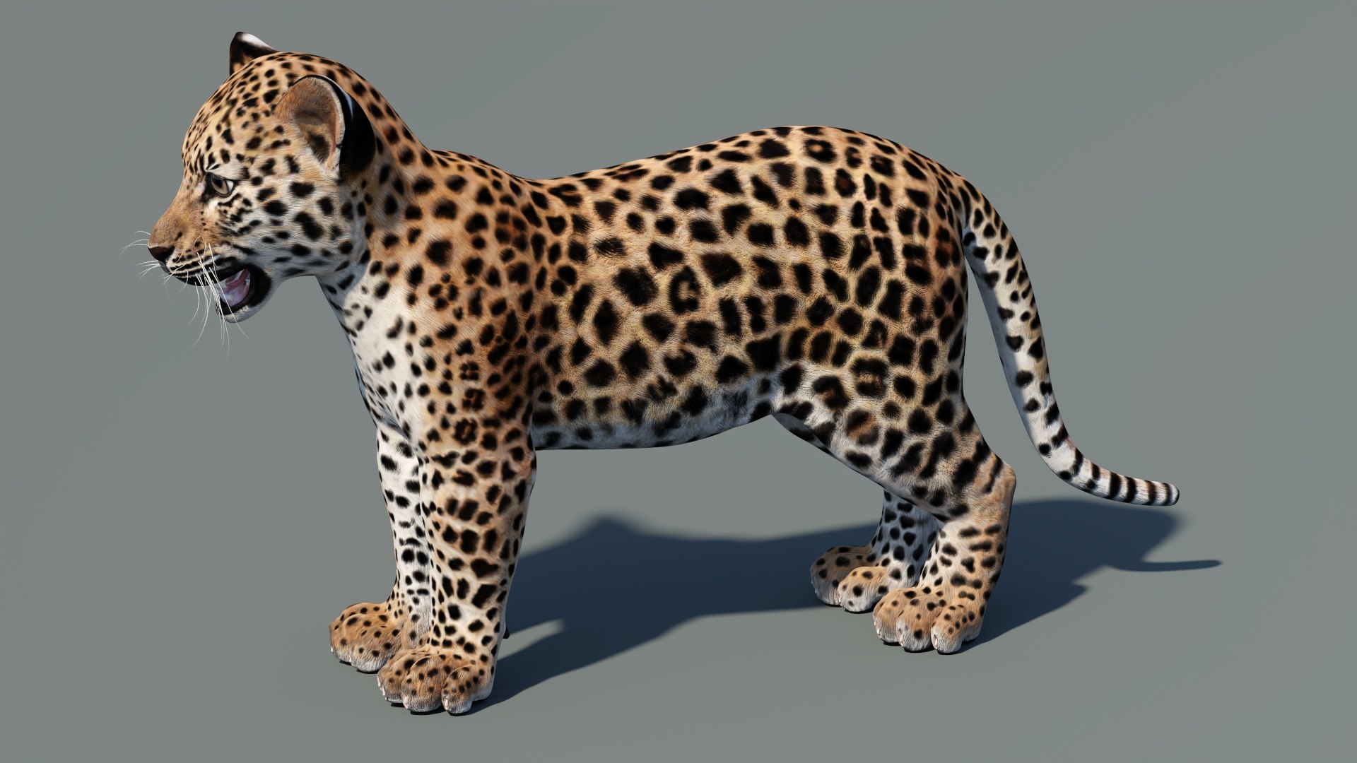 3D Leopard Cub 3D Model Model - TurboSquid 2156827