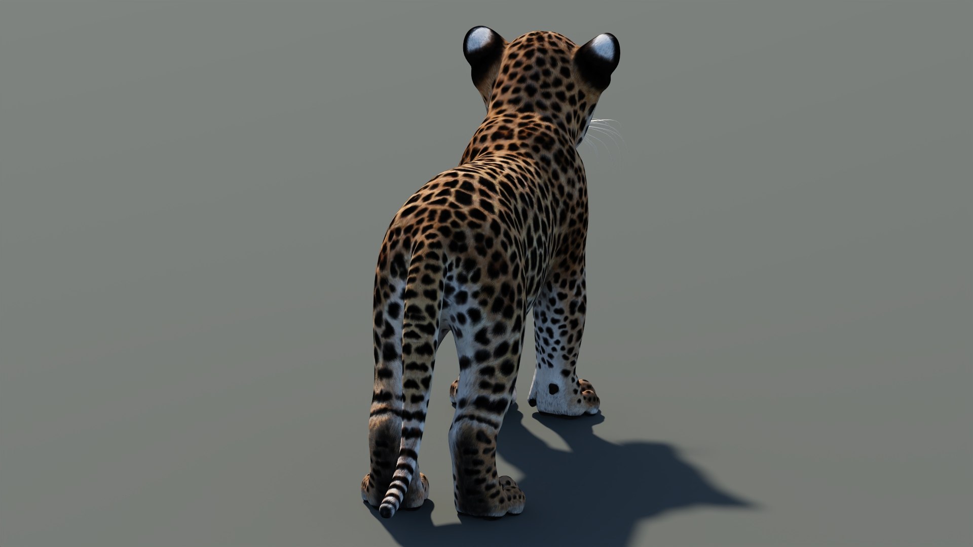 3D Leopard Cub 3D Model Model - TurboSquid 2156827