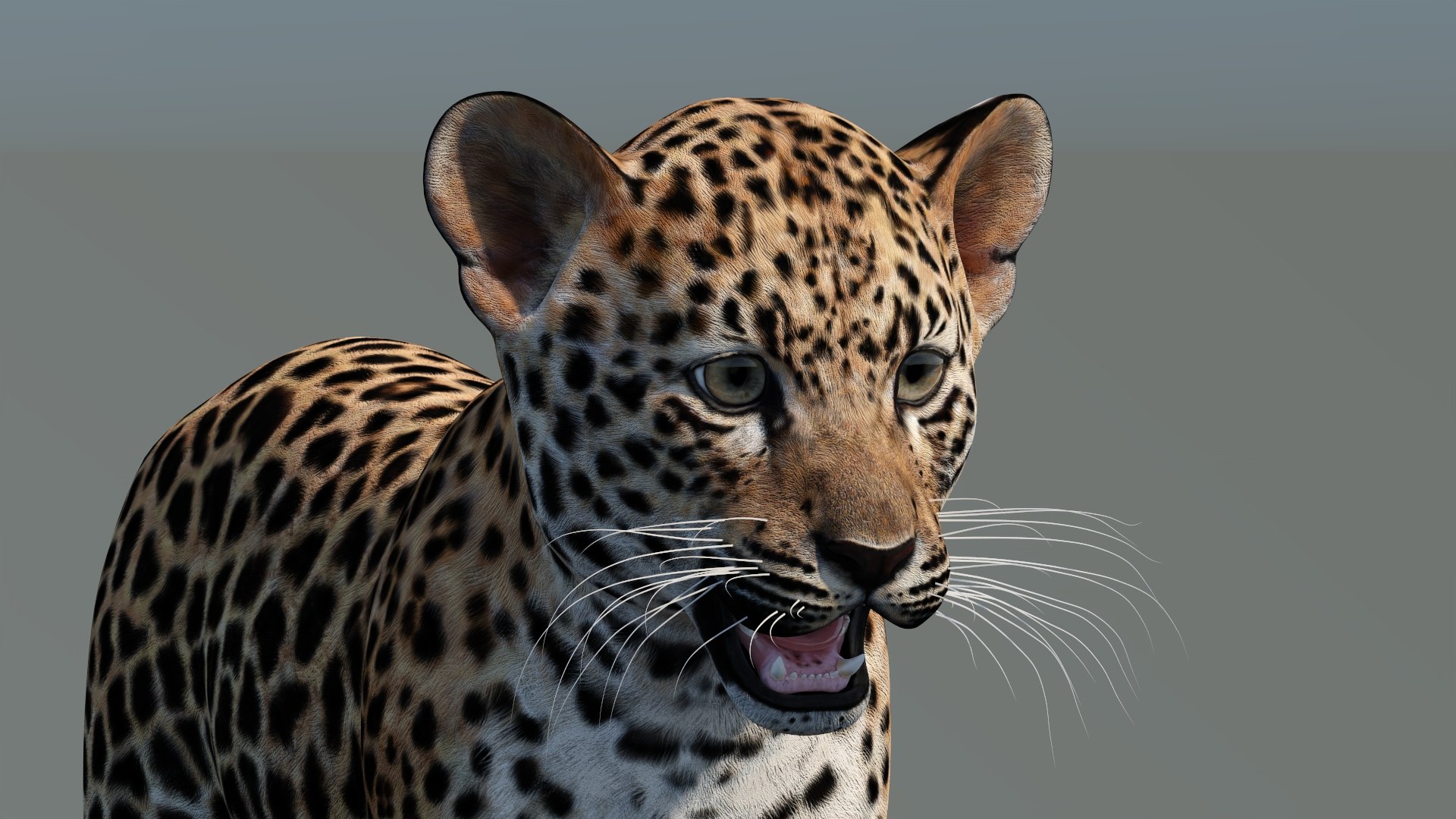 3D Leopard Cub 3D Model Model - TurboSquid 2156827