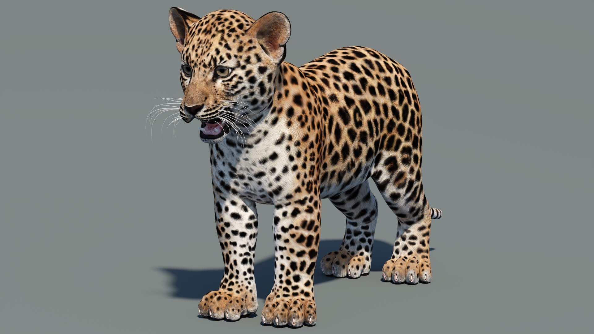 3D Leopard Cub 3D Model Model - TurboSquid 2156827