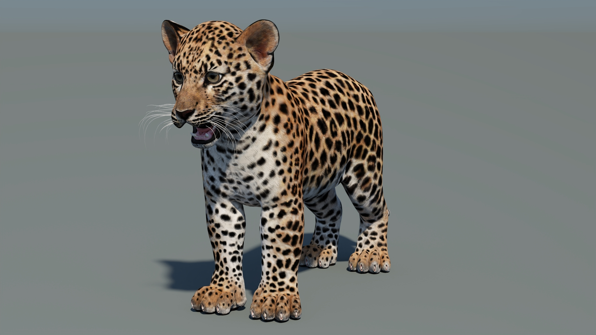 3D Leopard Cub 3D Model Model - TurboSquid 2156827