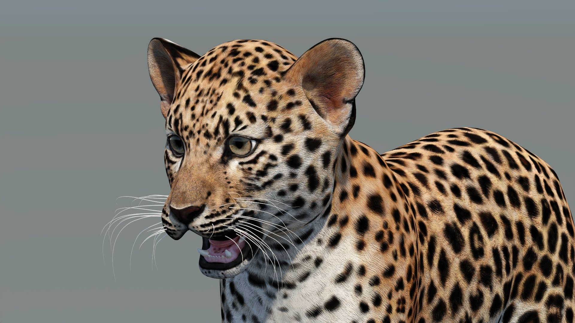 3D Leopard Cub 3D Model Model - TurboSquid 2156827