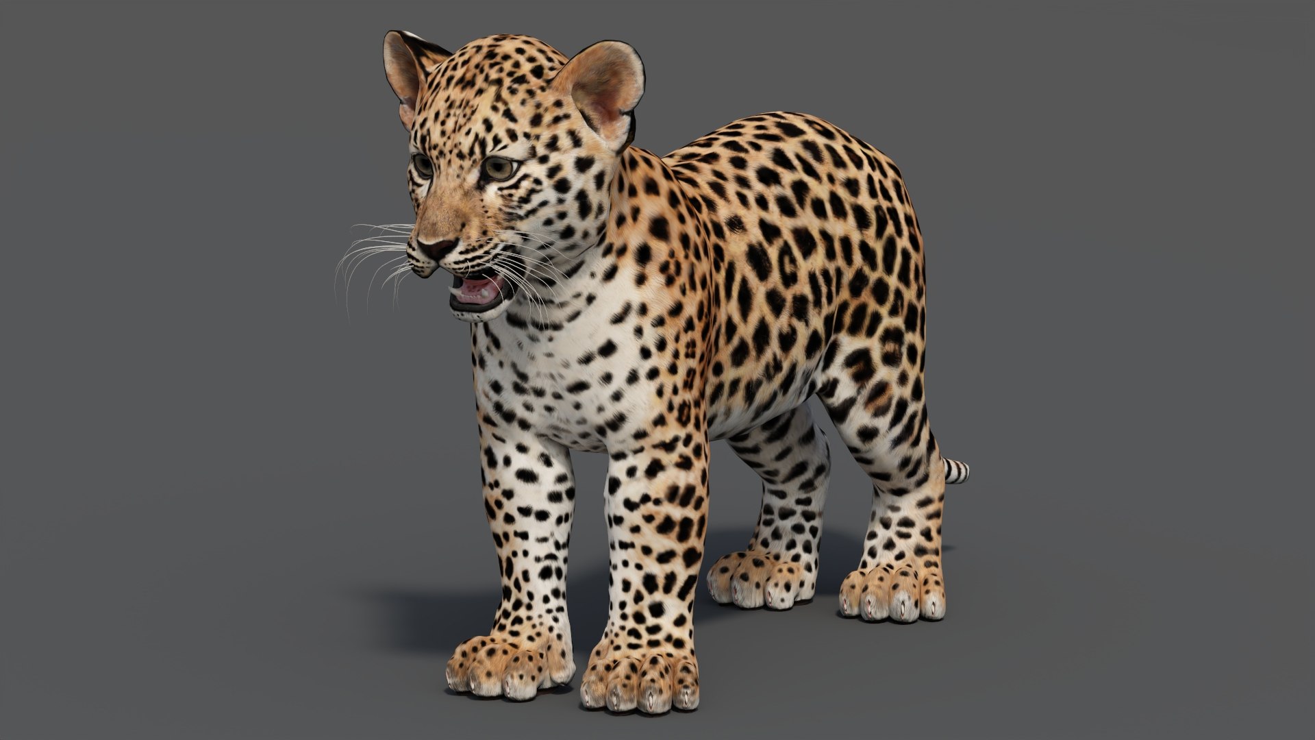3D Leopard Cub 3D Model model - TurboSquid 2156827