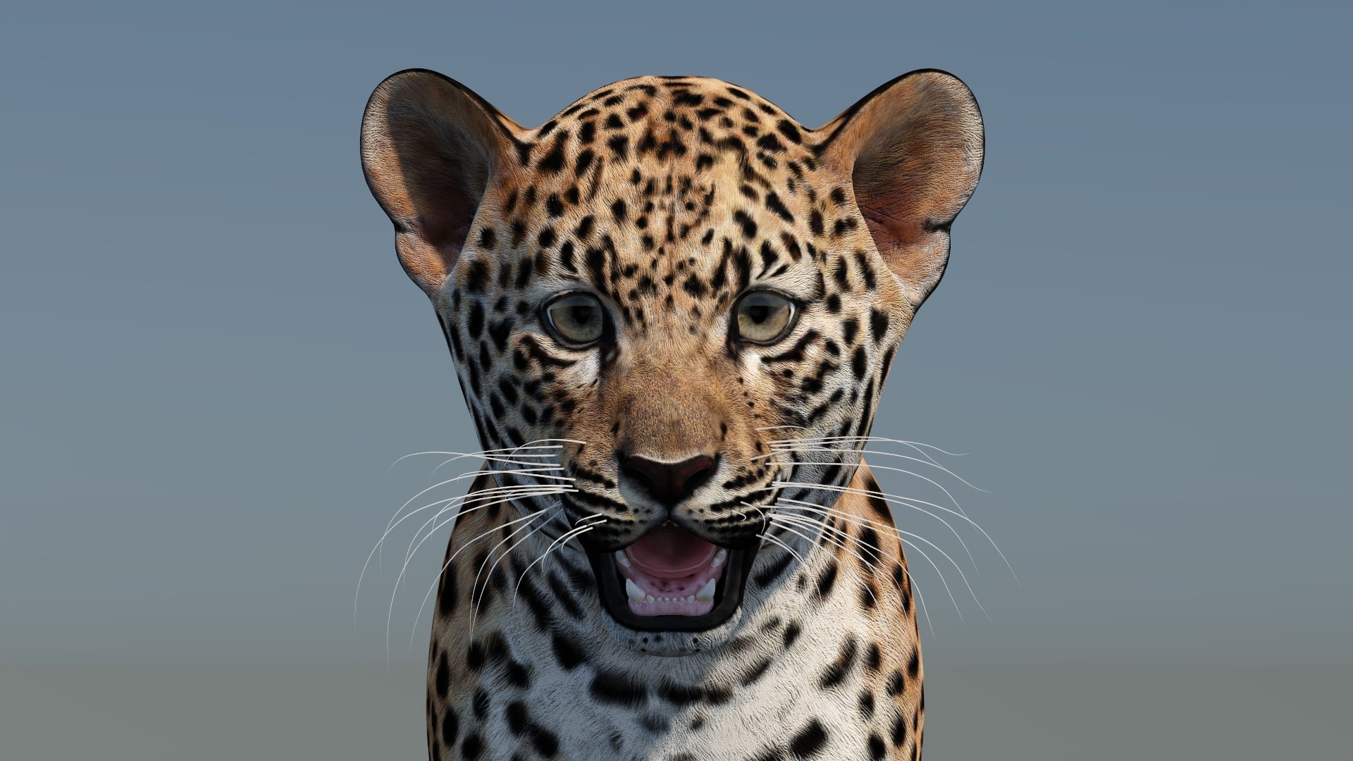 3D Leopard Cub 3D Model Model - TurboSquid 2156827