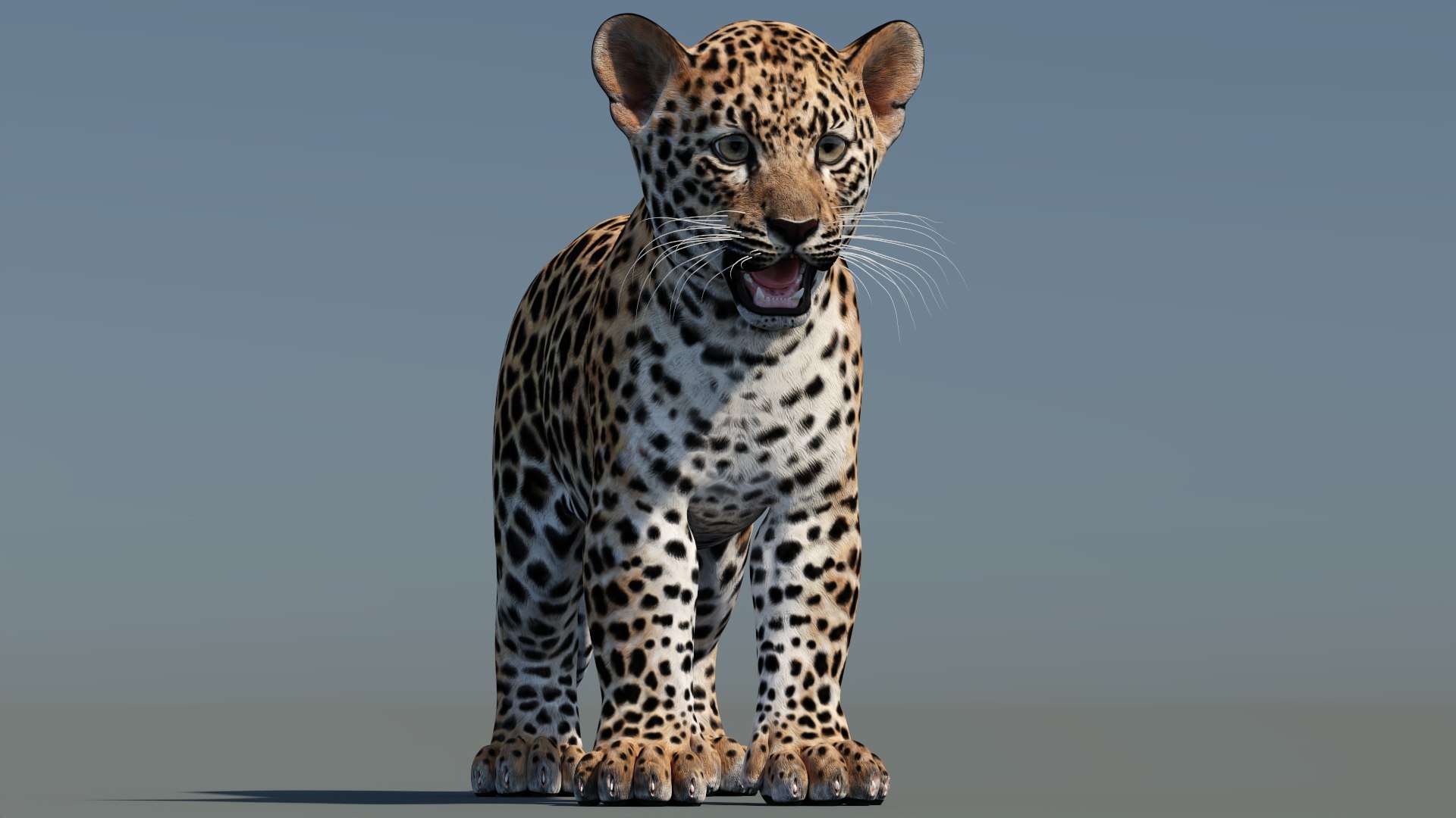 3D Leopard Cub 3D Model Model - TurboSquid 2156827