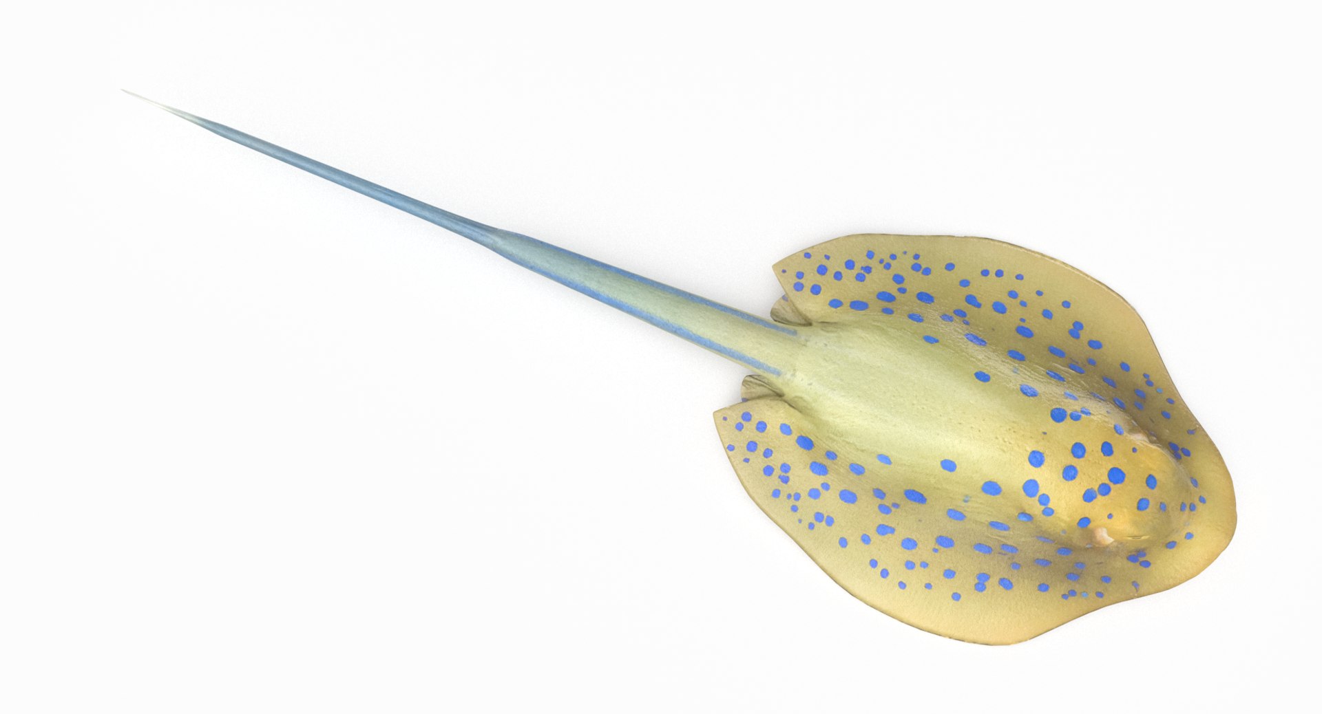 3D Blue Spotted Stingray - TurboSquid 1325126
