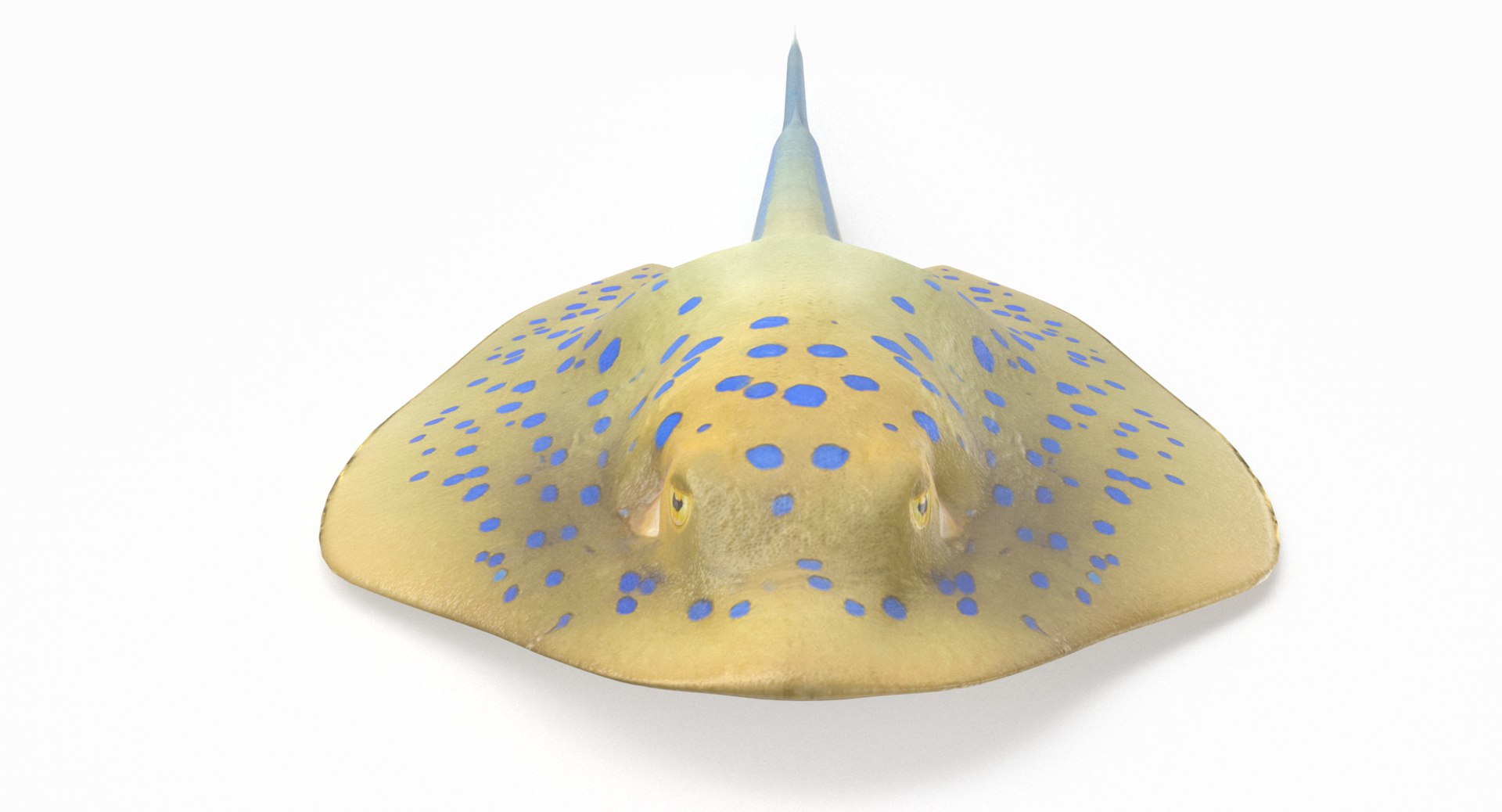 3D Blue Spotted Stingray - TurboSquid 1325126