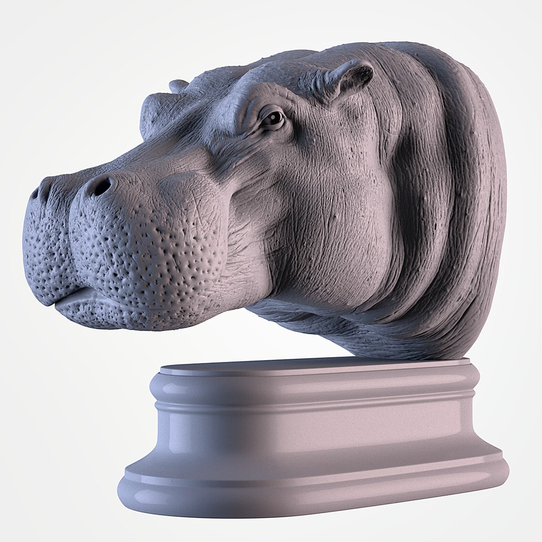 3D Hippopotamus Head Model - TurboSquid 1977693