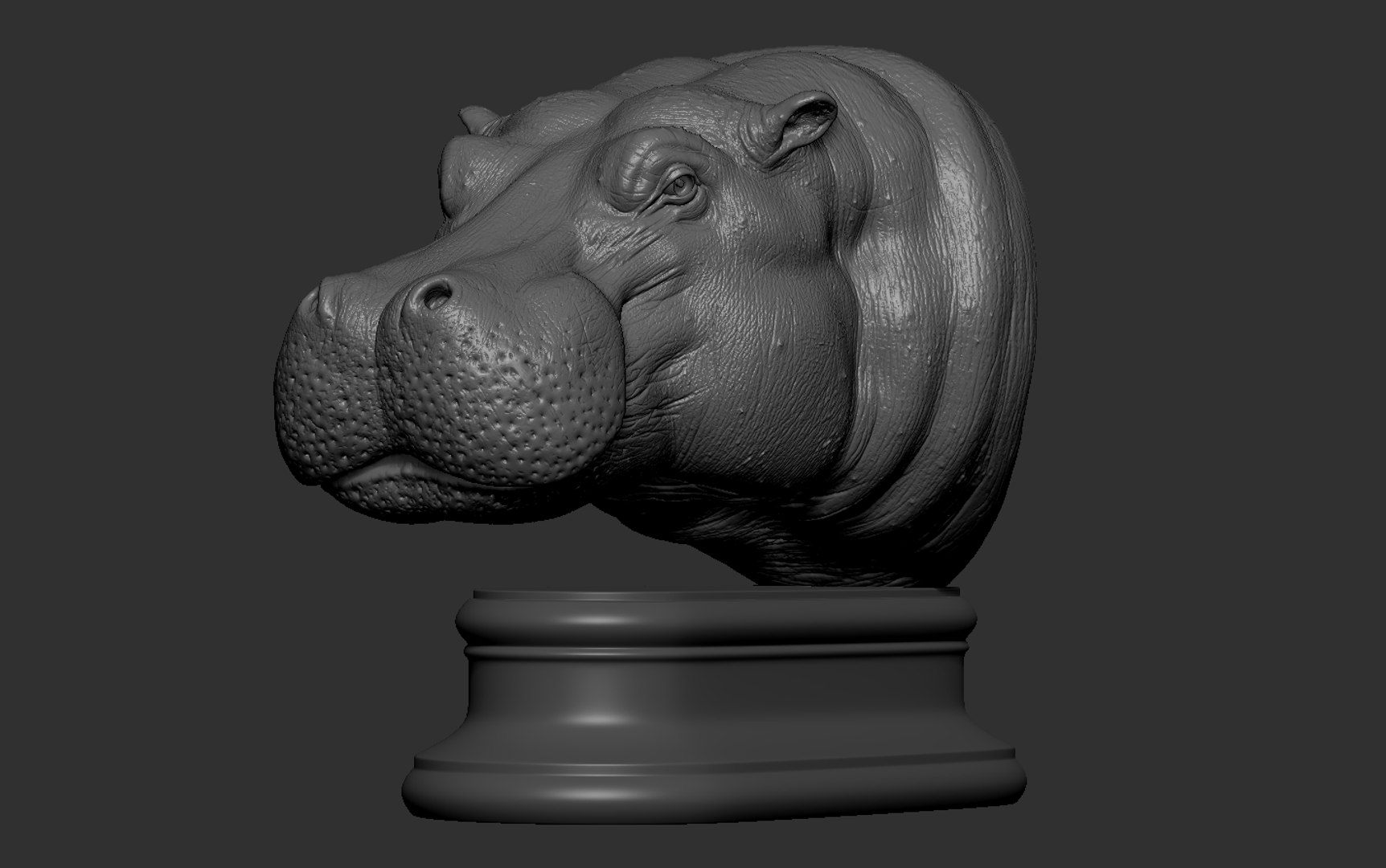 3D Hippopotamus Head Model - TurboSquid 1977693