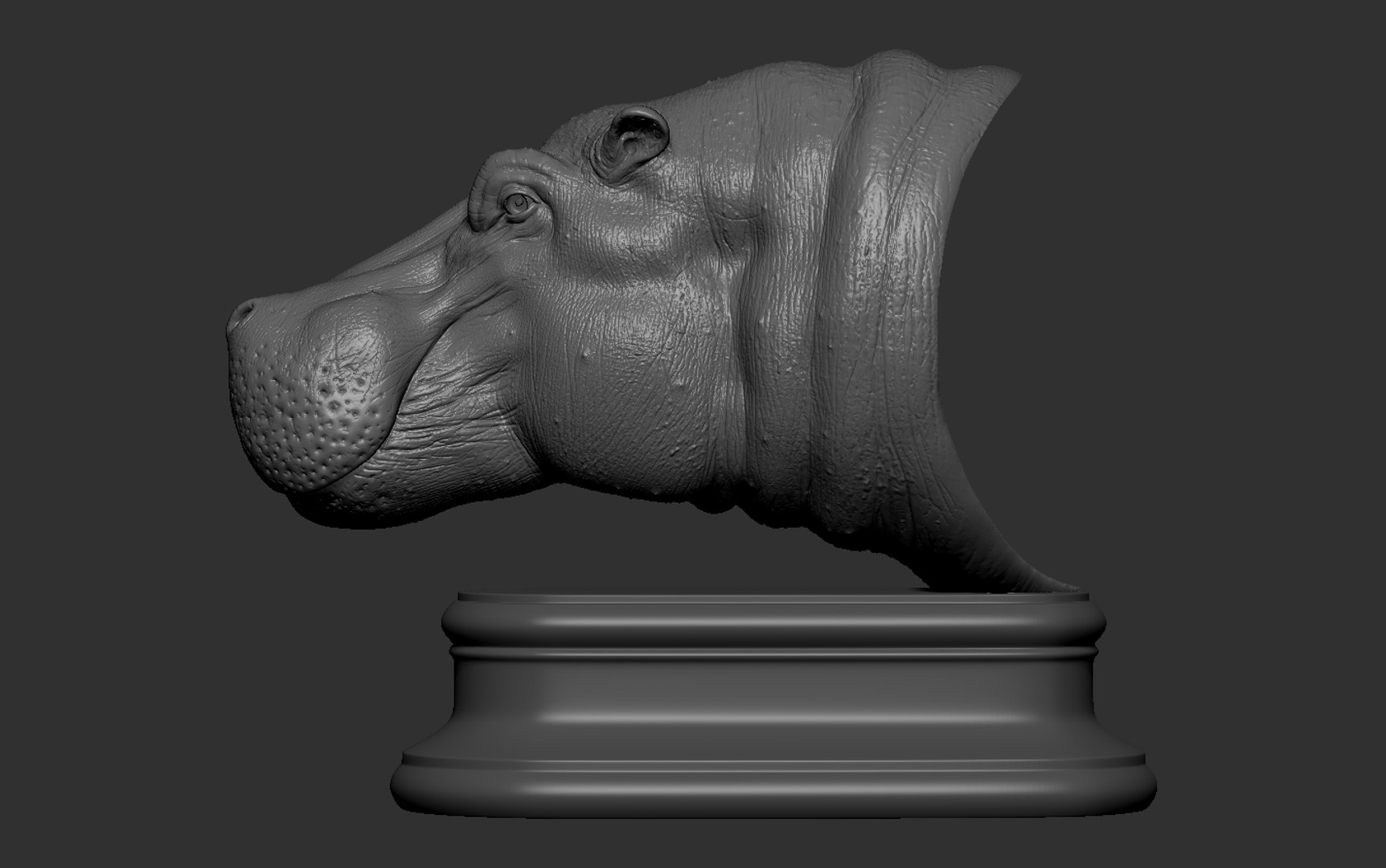 3D Hippopotamus Head Model - TurboSquid 1977693