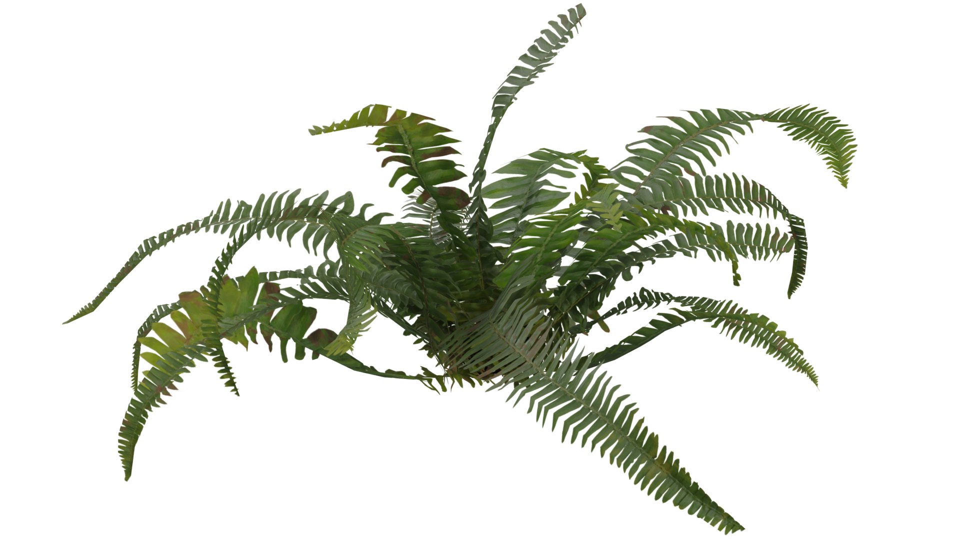 Fern 3D Model - TurboSquid 2234720