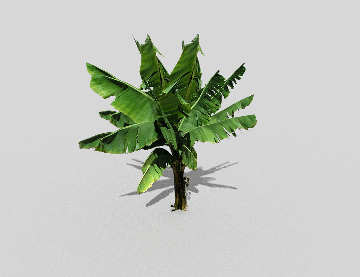3D Banana Tree Model - TurboSquid 1116177