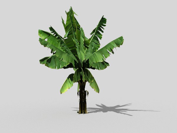 3D 3D Studio low poly plant