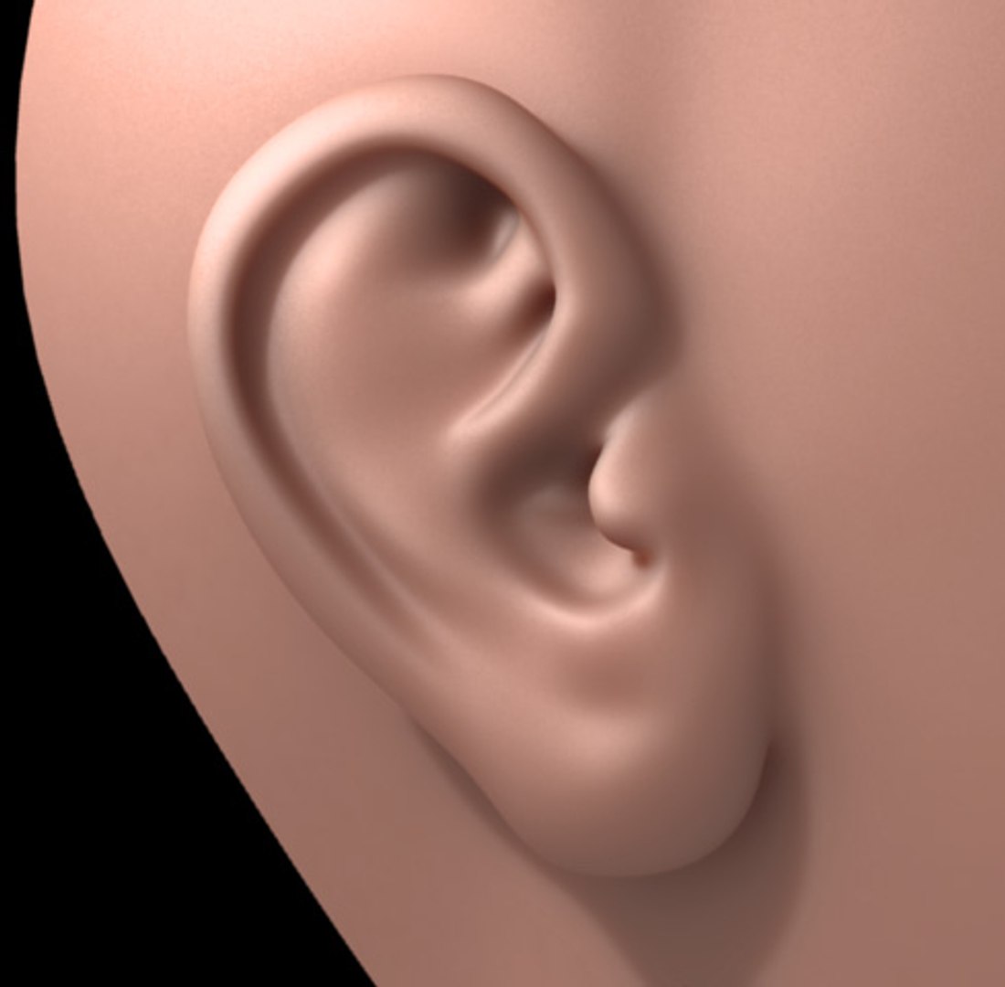 3d Human Ear