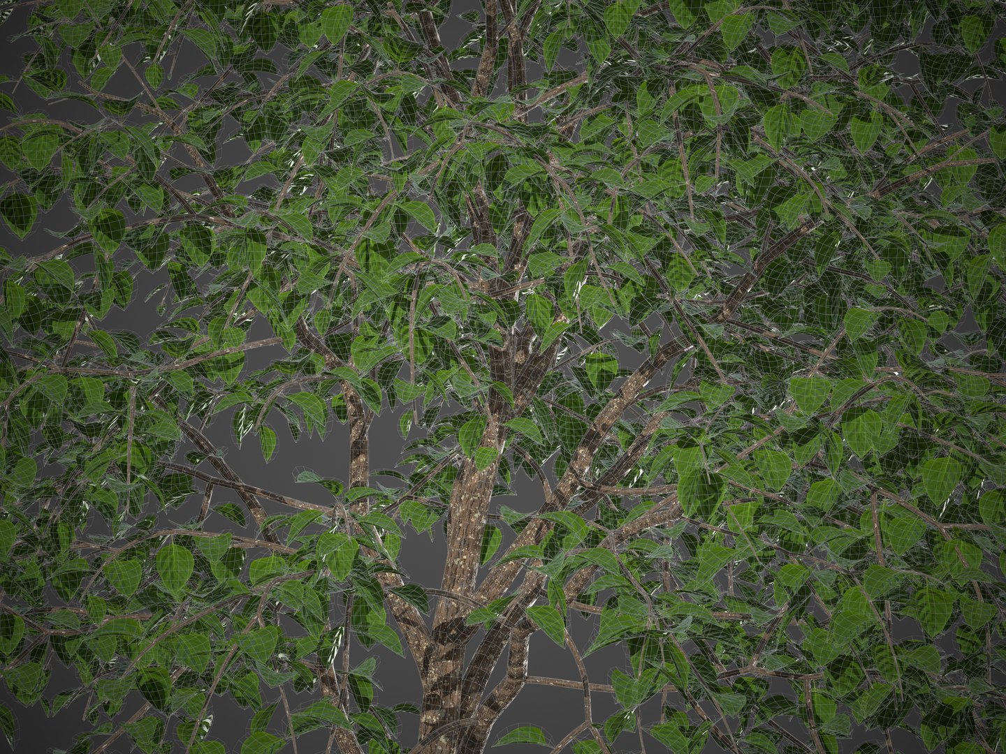 XfrogPlants Lasura - Cordia Myxa 3D - TurboSquid 1780870