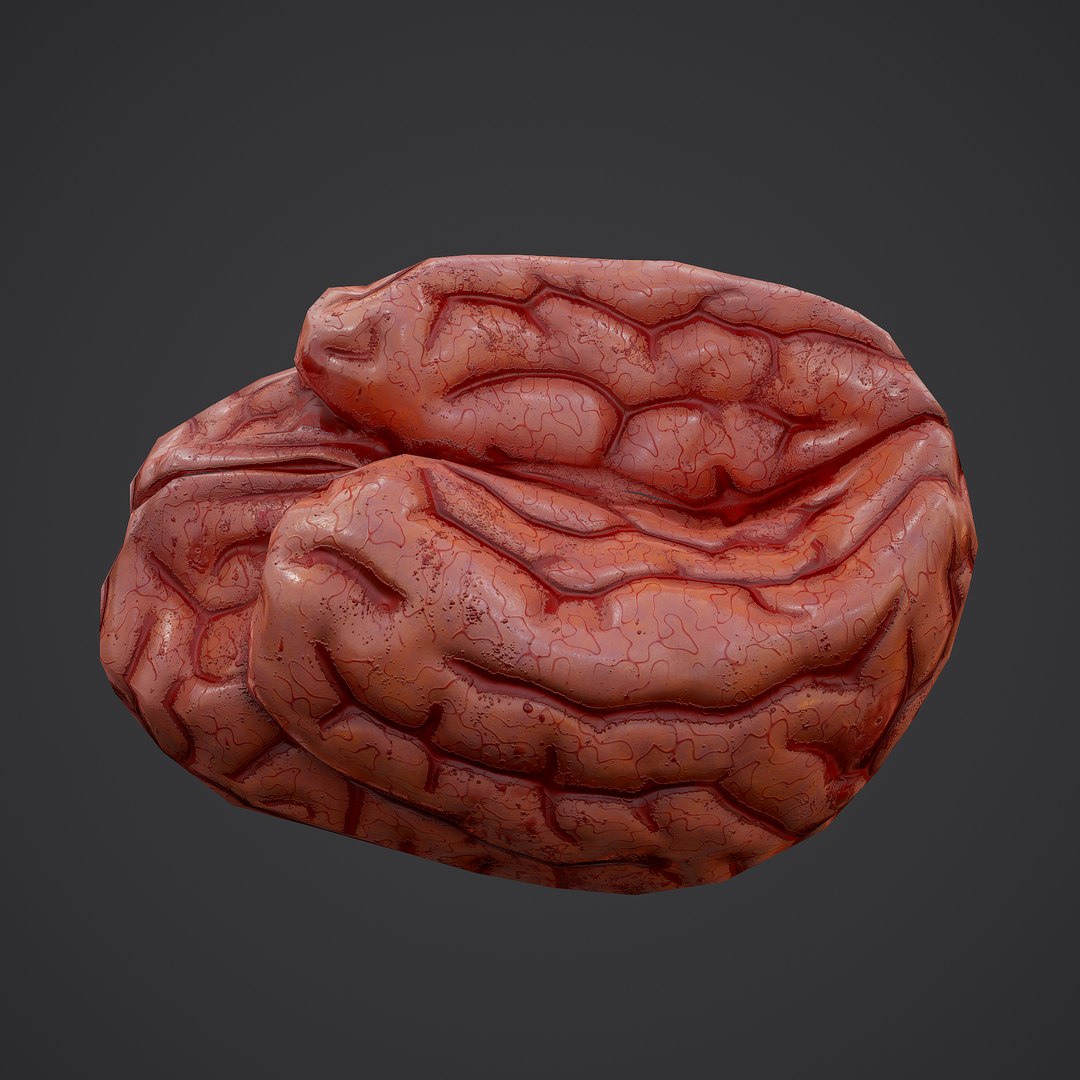 3D Human Brain - TurboSquid 1623361