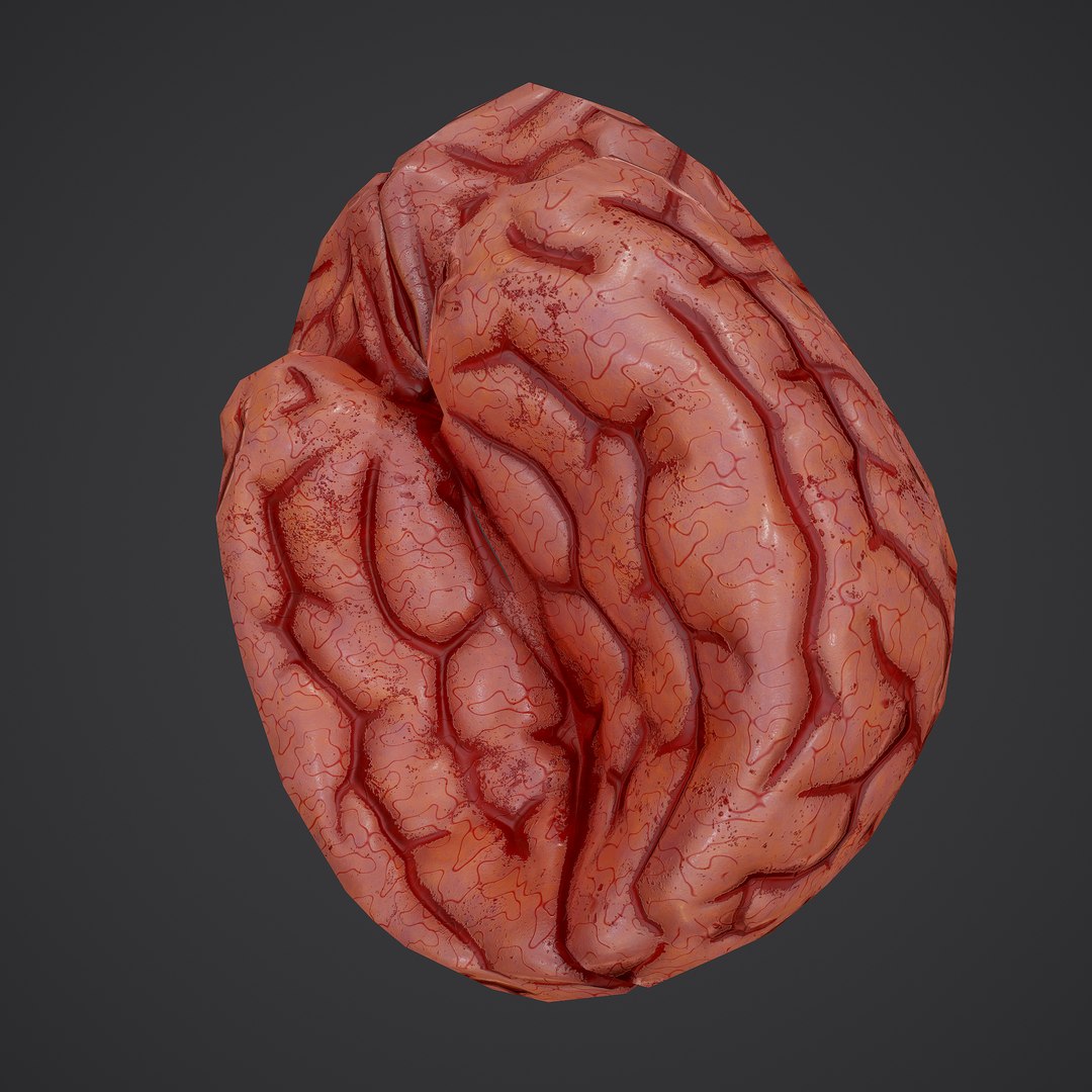 3D Human Brain - TurboSquid 1623361