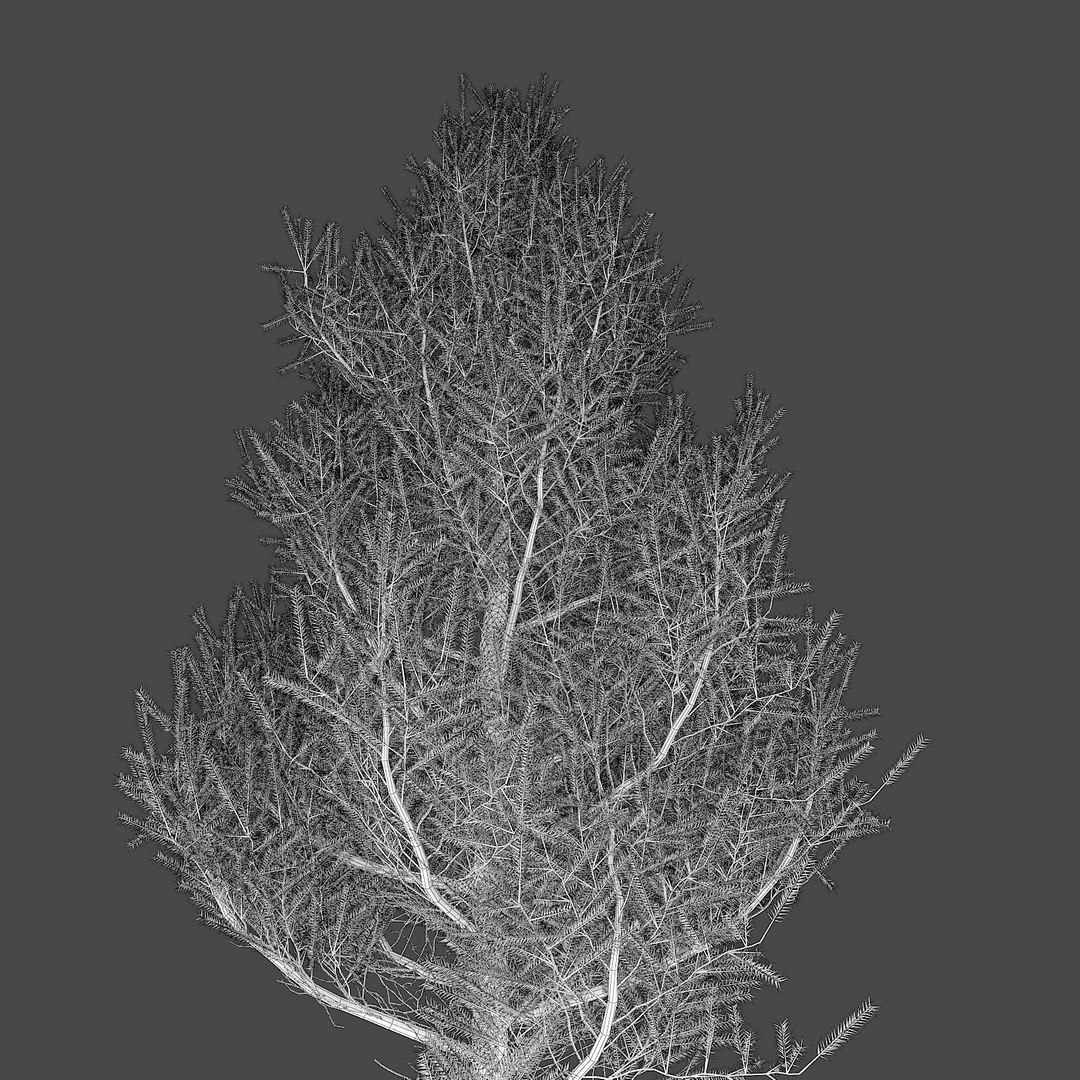 Spruce Tree 3d Model