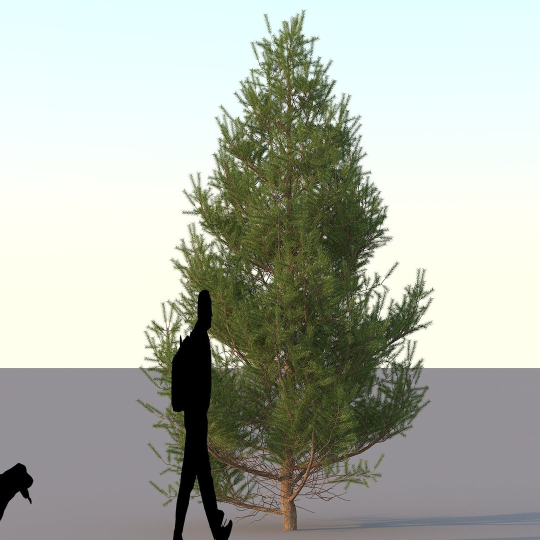 Spruce Tree 3d Model