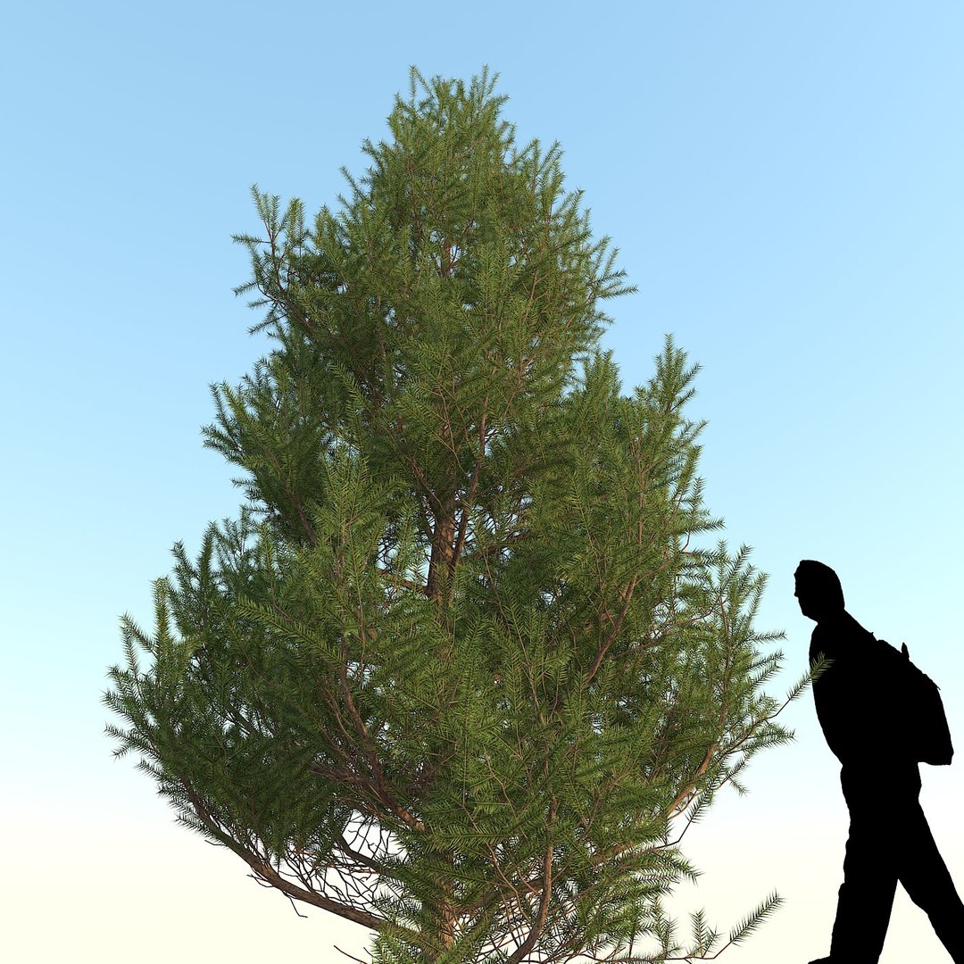 Spruce Tree 3d Model