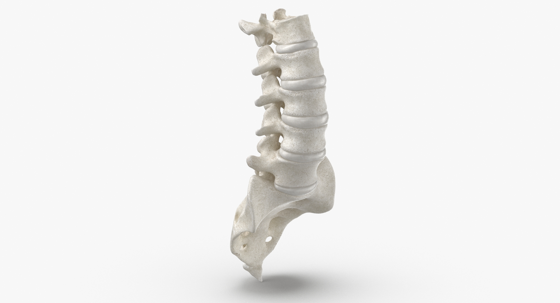 Human Lumbar And Sacrum Vertebrae L1 To S5 Bones Collection 03 - 2 ...
