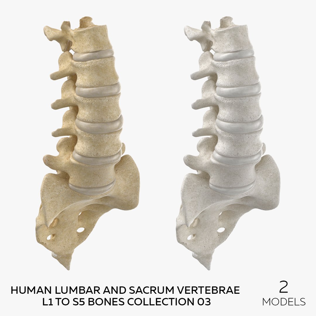 Human Lumbar And Sacrum Vertebrae L1 To S5 Bones Collection 03 - 2 ...