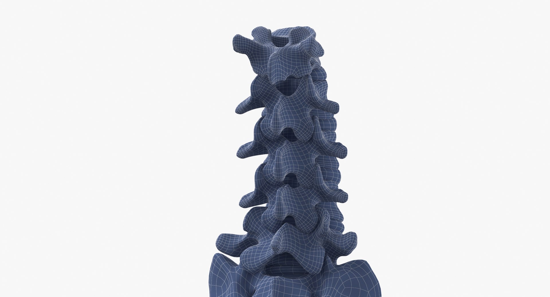 Human Lumbar and Sacrum Vertebrae L1 to S5 Bones Collection 03 - 2 ...