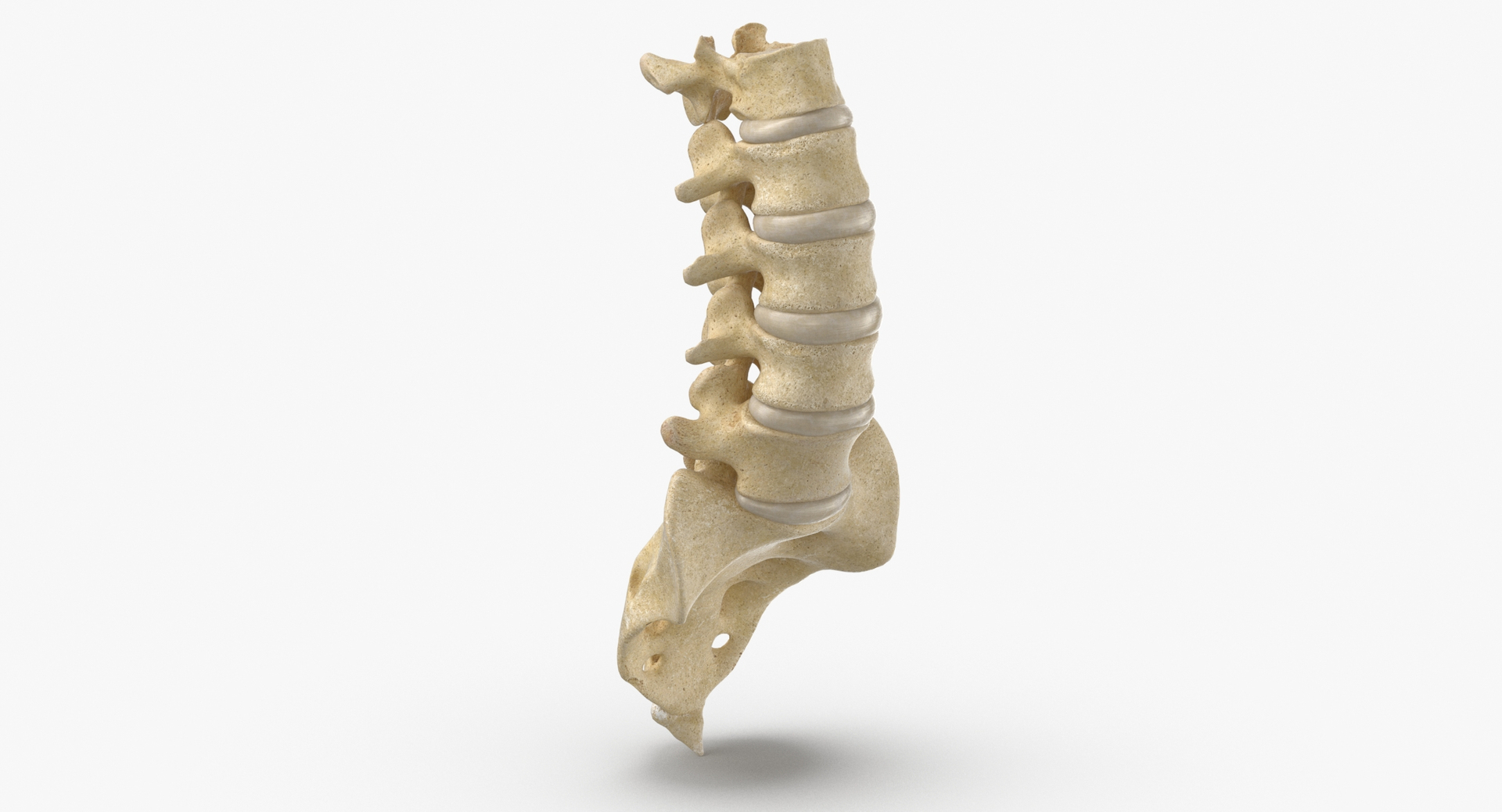 Human Lumbar And Sacrum Vertebrae L1 To S5 Bones Collection 03 - 2 ...