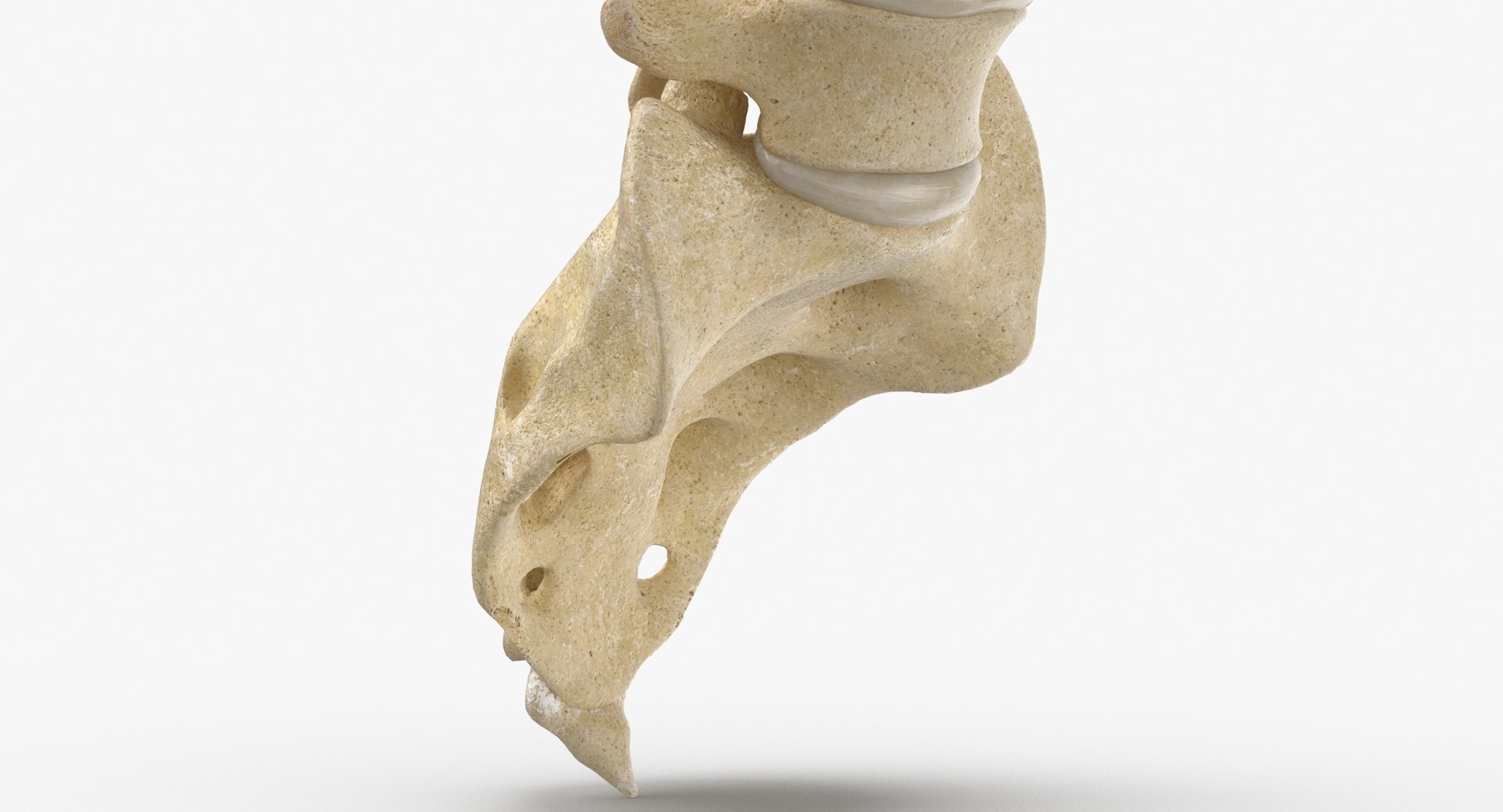 Human Lumbar and Sacrum Vertebrae L1 to S5 Bones Collection 03 - 2 ...