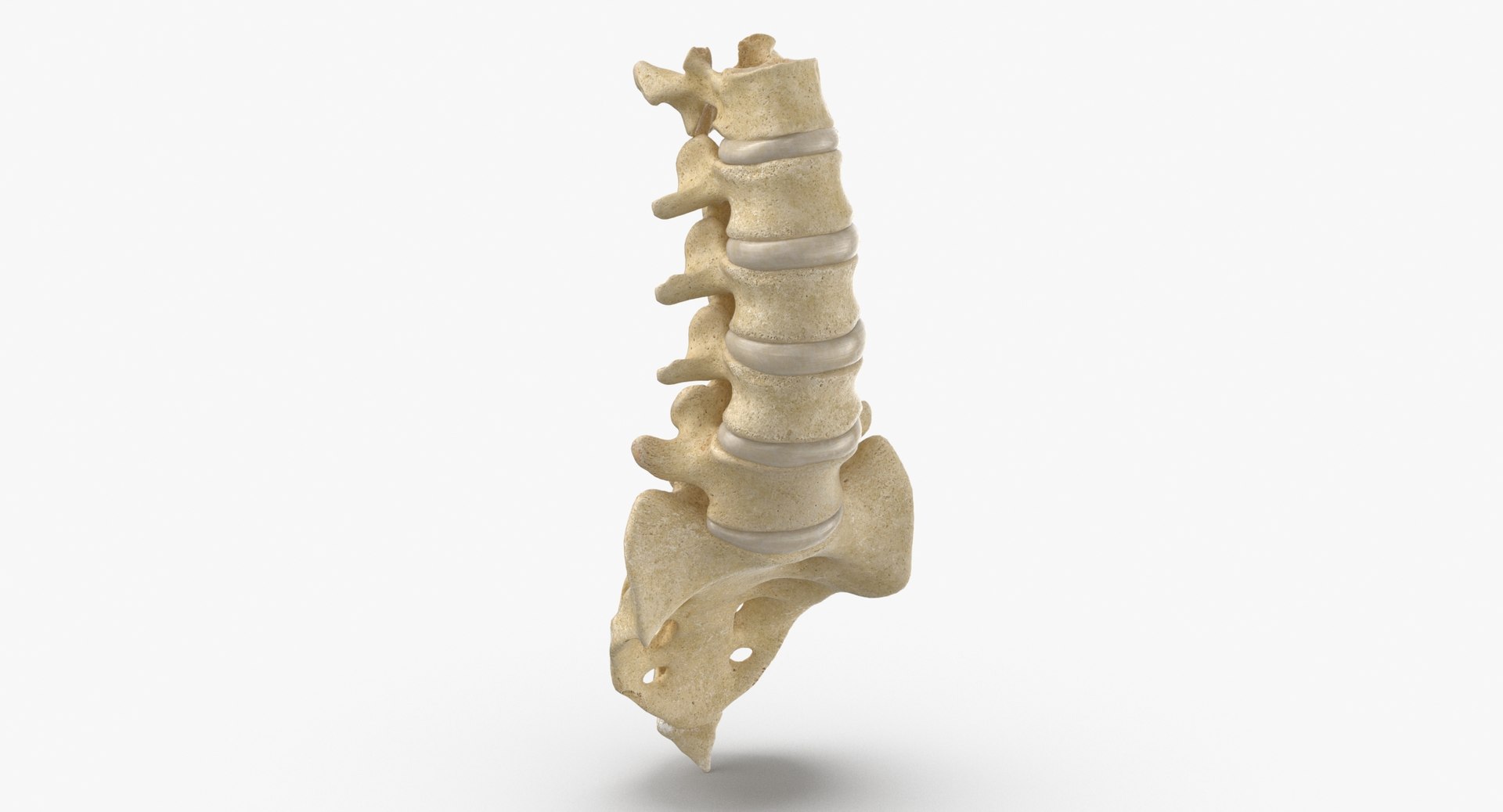 Human Lumbar And Sacrum Vertebrae L1 To S5 Bones Collection 03 - 2 ...