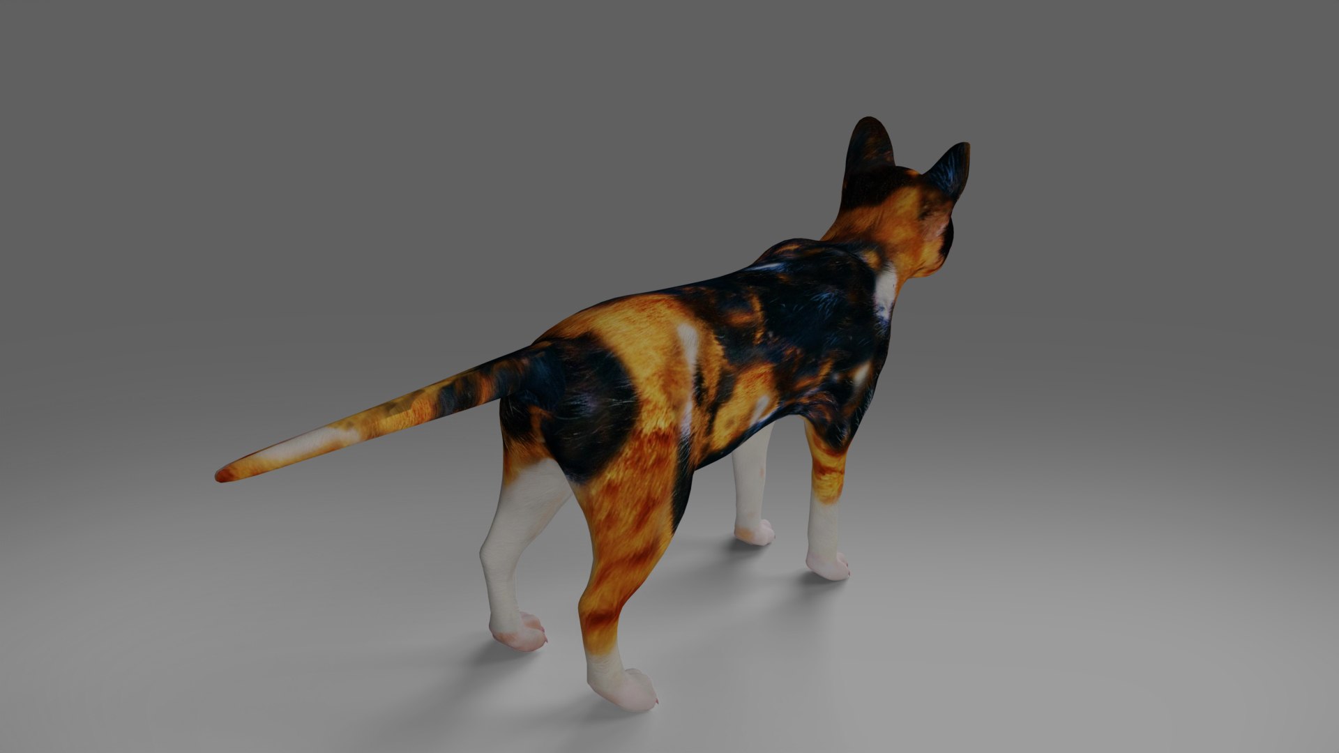 Calico Cat NO Rigged V4 Model - TurboSquid 1985492