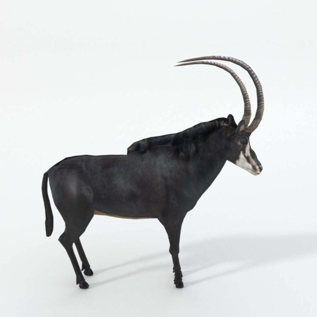 3D Sable Antelope - TurboSquid 1340924