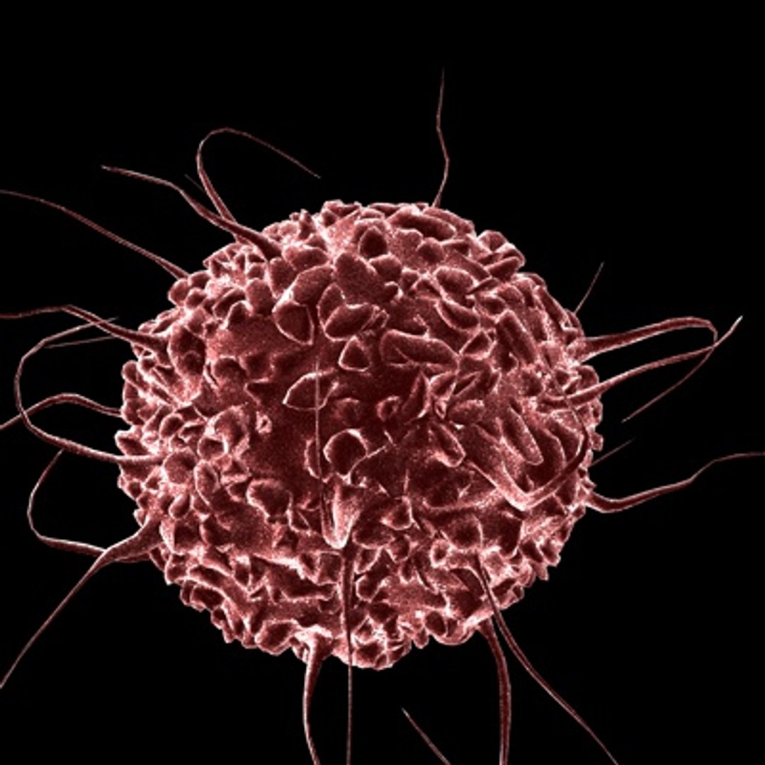 3d Cancerous Cell Model