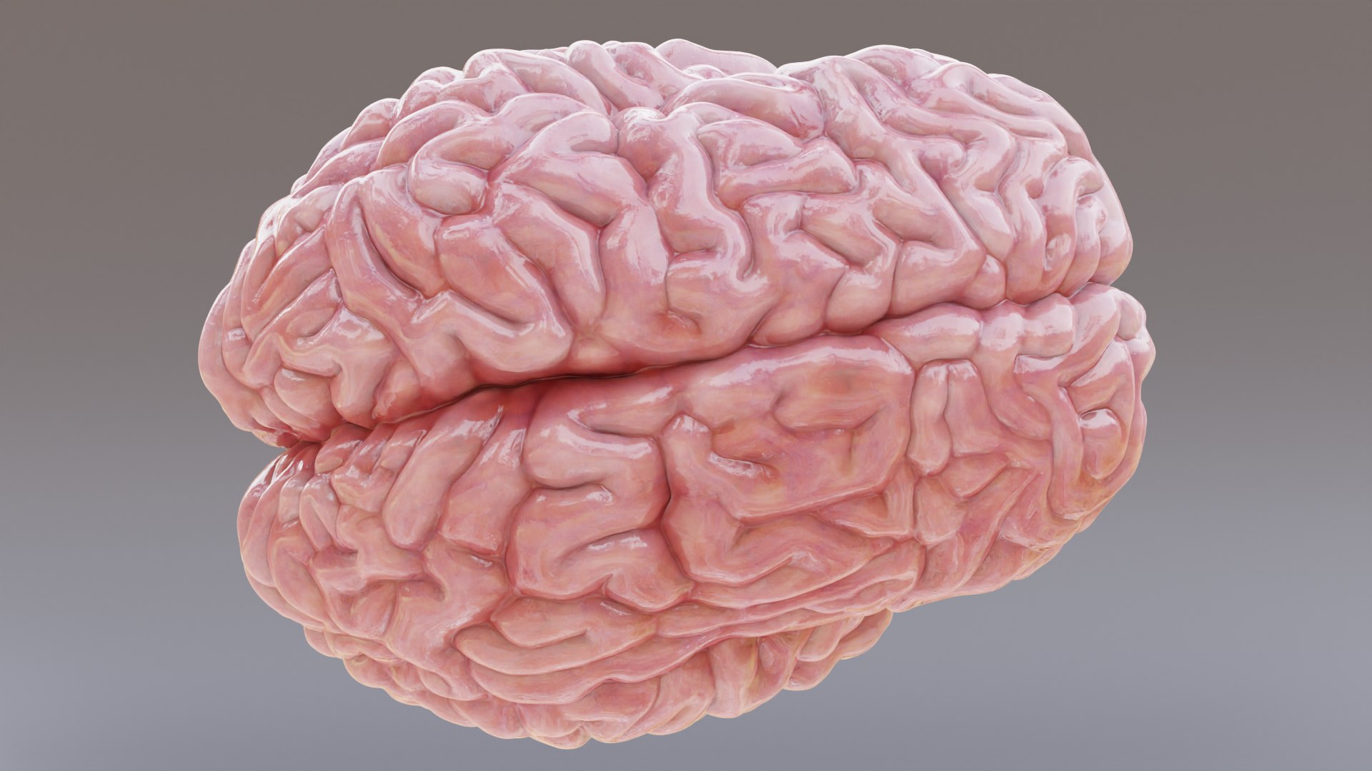 3D Realistic Brain - TurboSquid 2023925