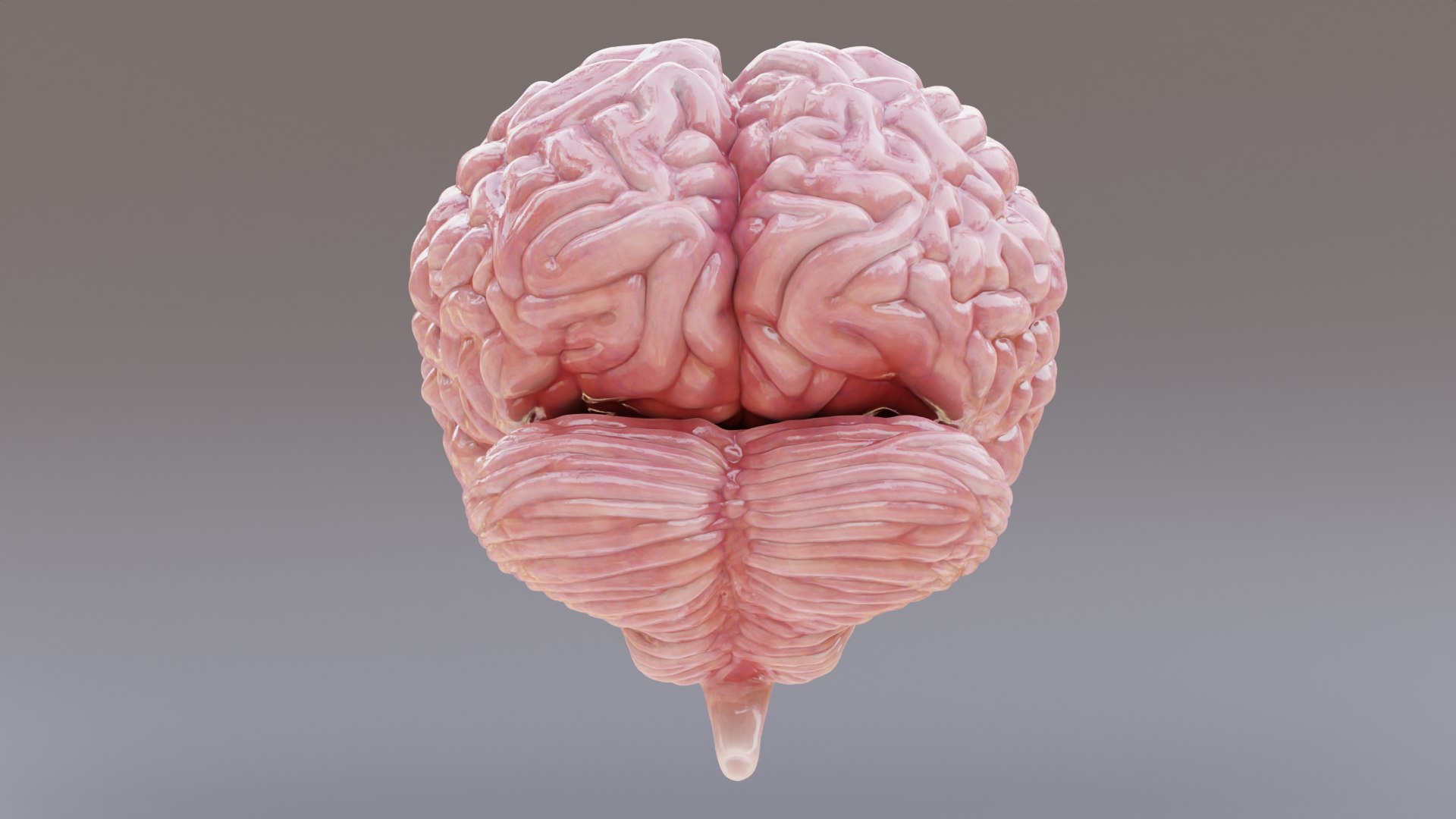 3D Realistic Brain - TurboSquid 2023925