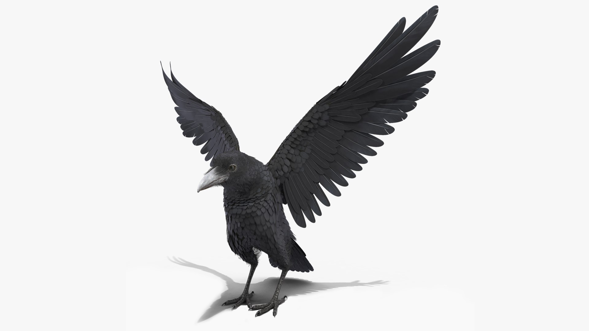 Raven landing rigged animate 3D - TurboSquid 1439277