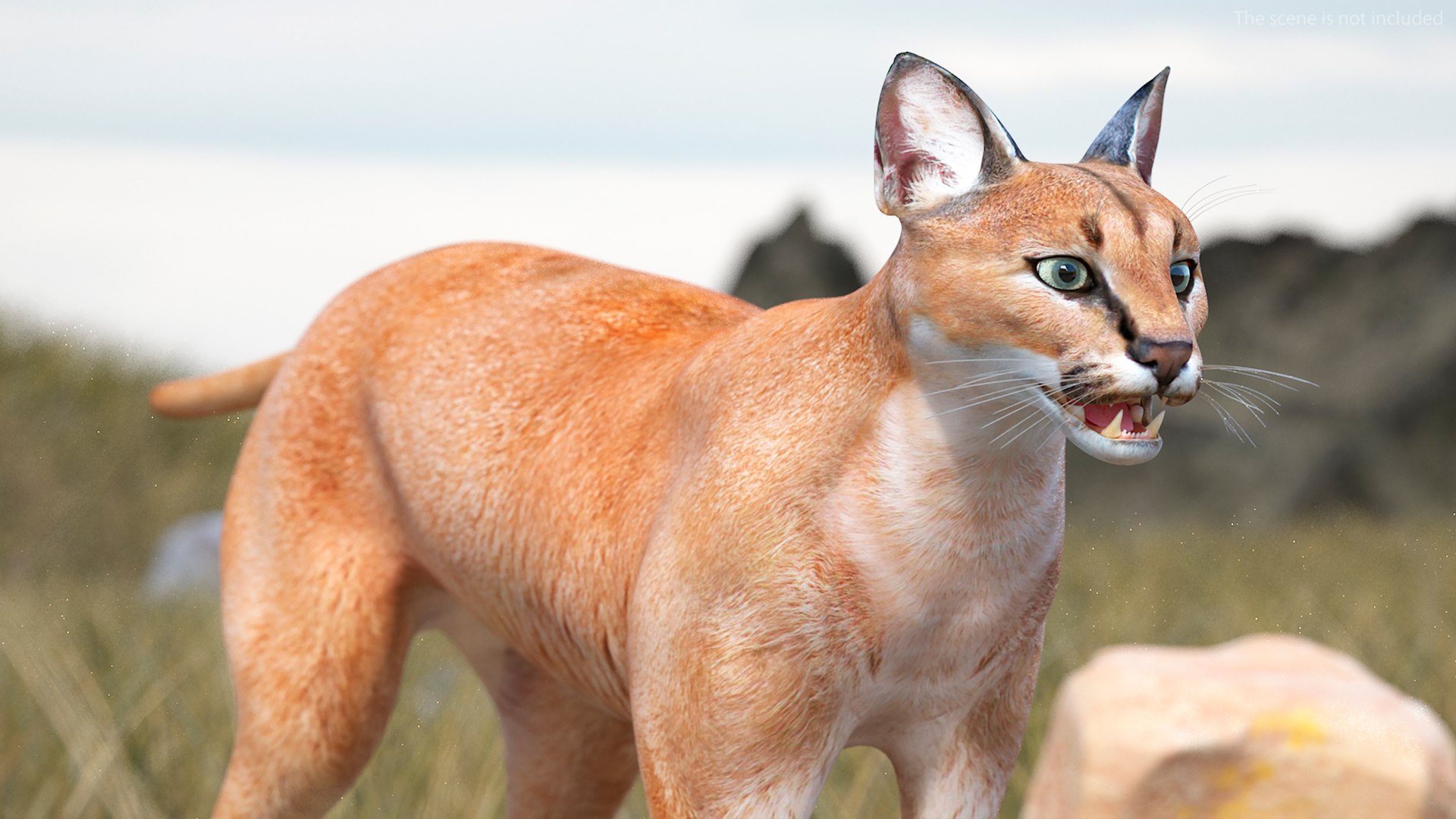 Caracal 3D Model - TurboSquid 2181787