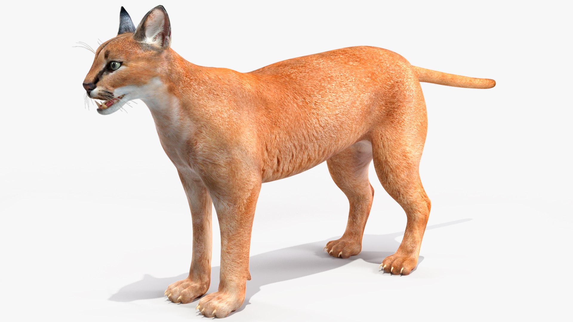 Caracal 3D Model - TurboSquid 2181787