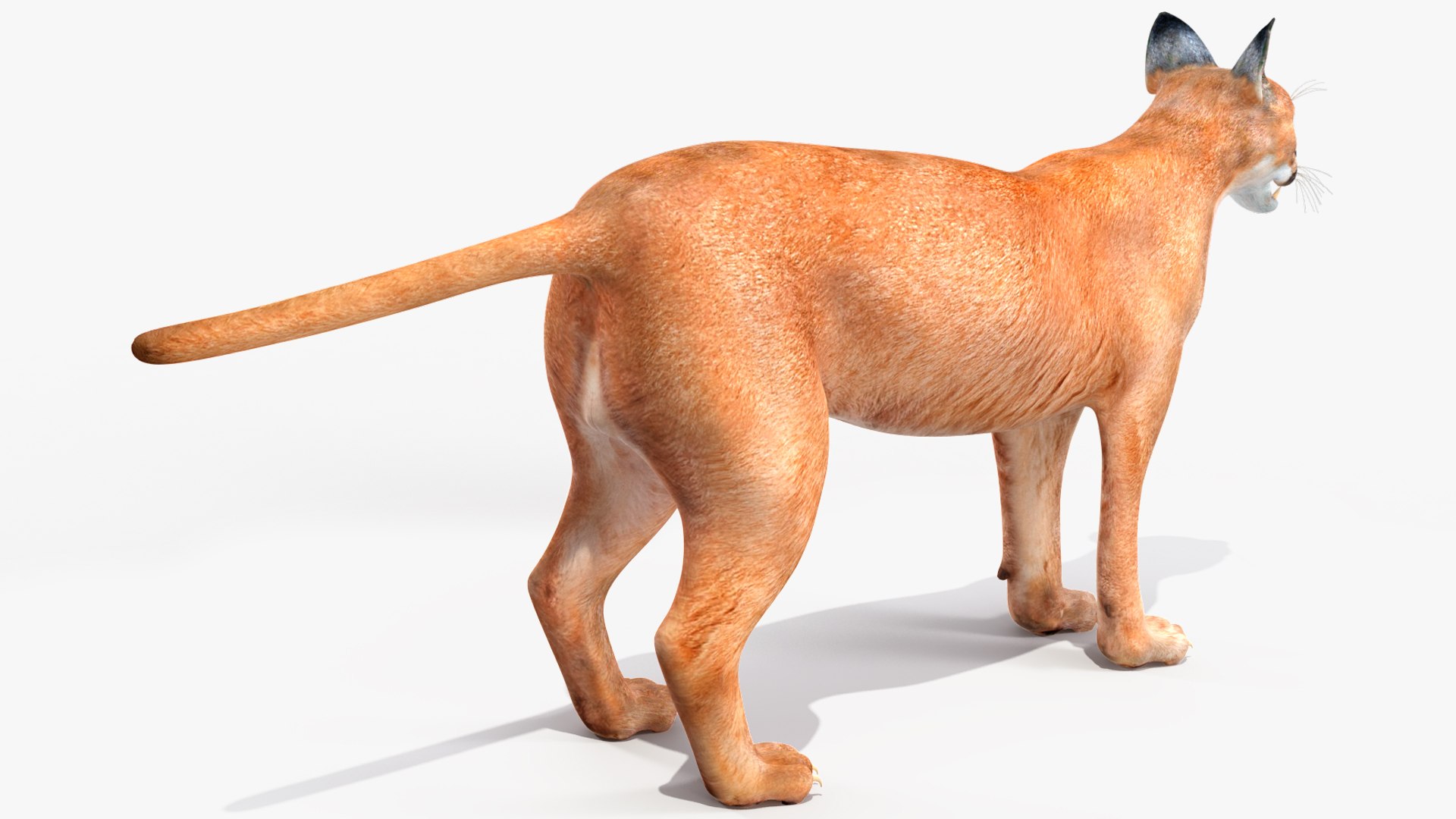 Caracal 3D Model - TurboSquid 2181787