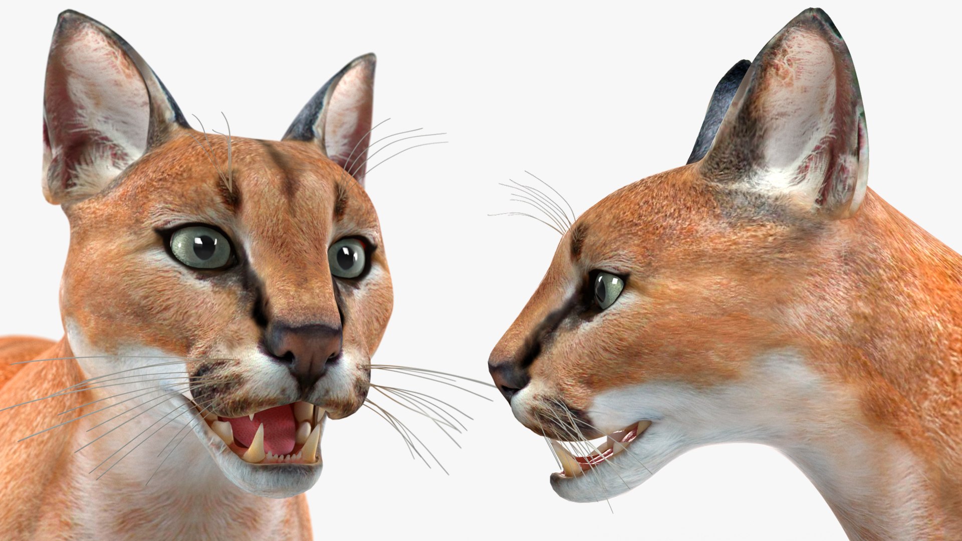 Caracal 3D Model - TurboSquid 2181787