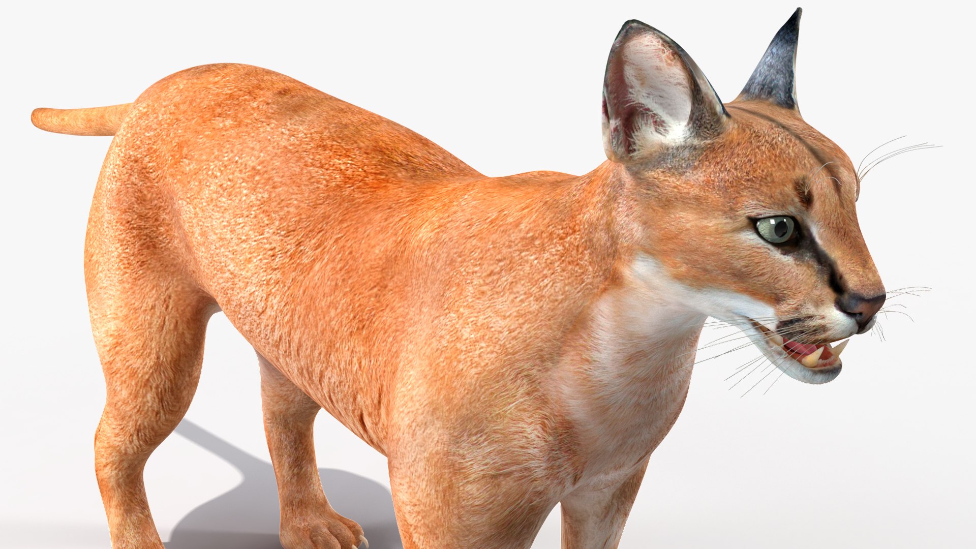 Caracal 3D Model - TurboSquid 2181787